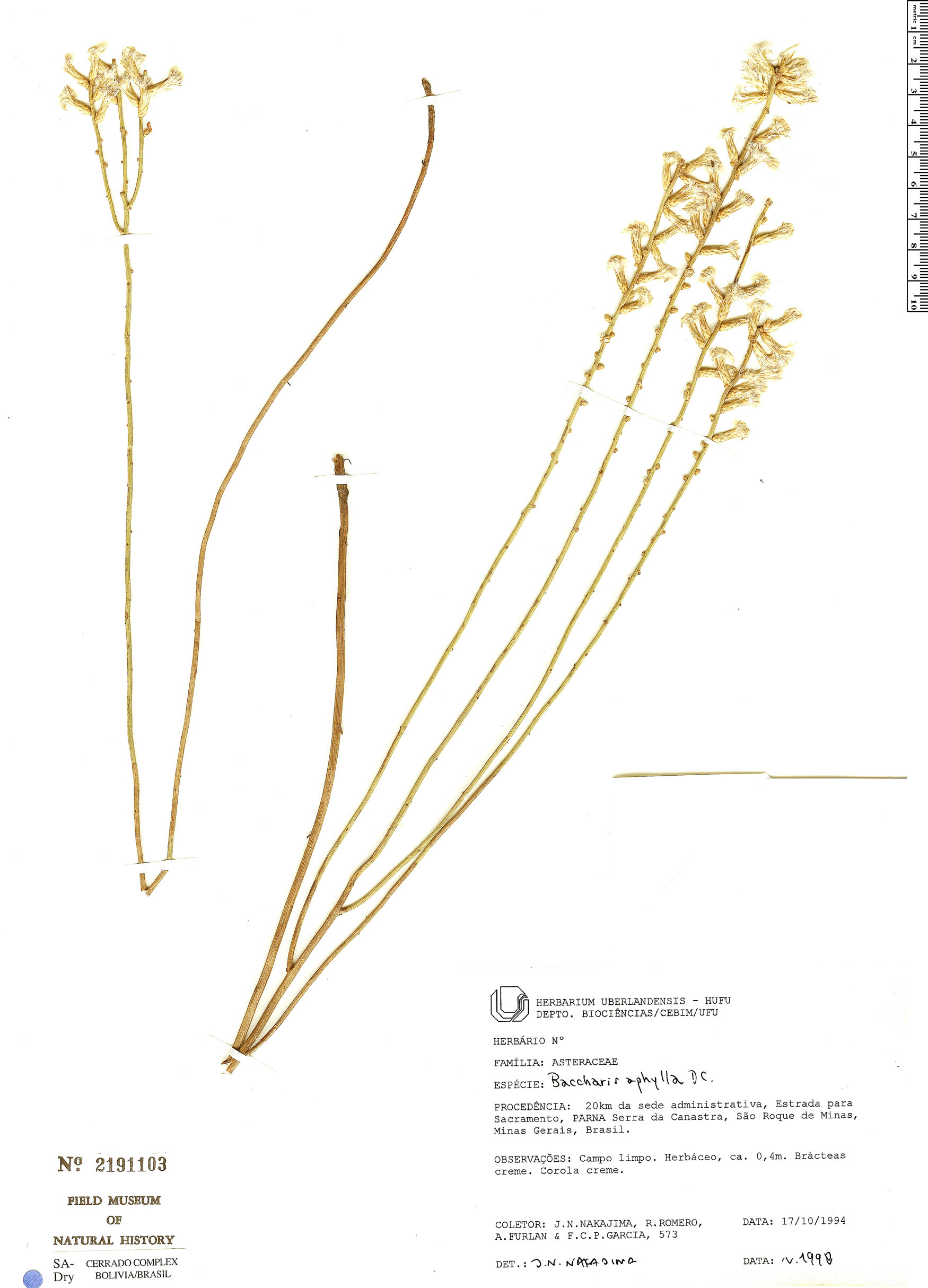 Baccharis aphylla | Rapid Reference | The Field Museum