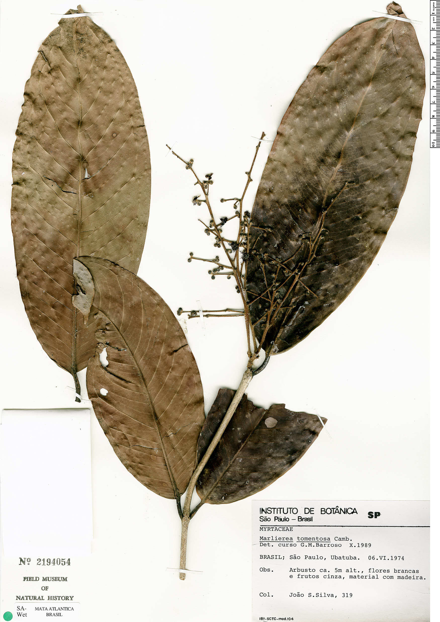 Marlierea tomentosa | Rapid Reference | The Field Museum