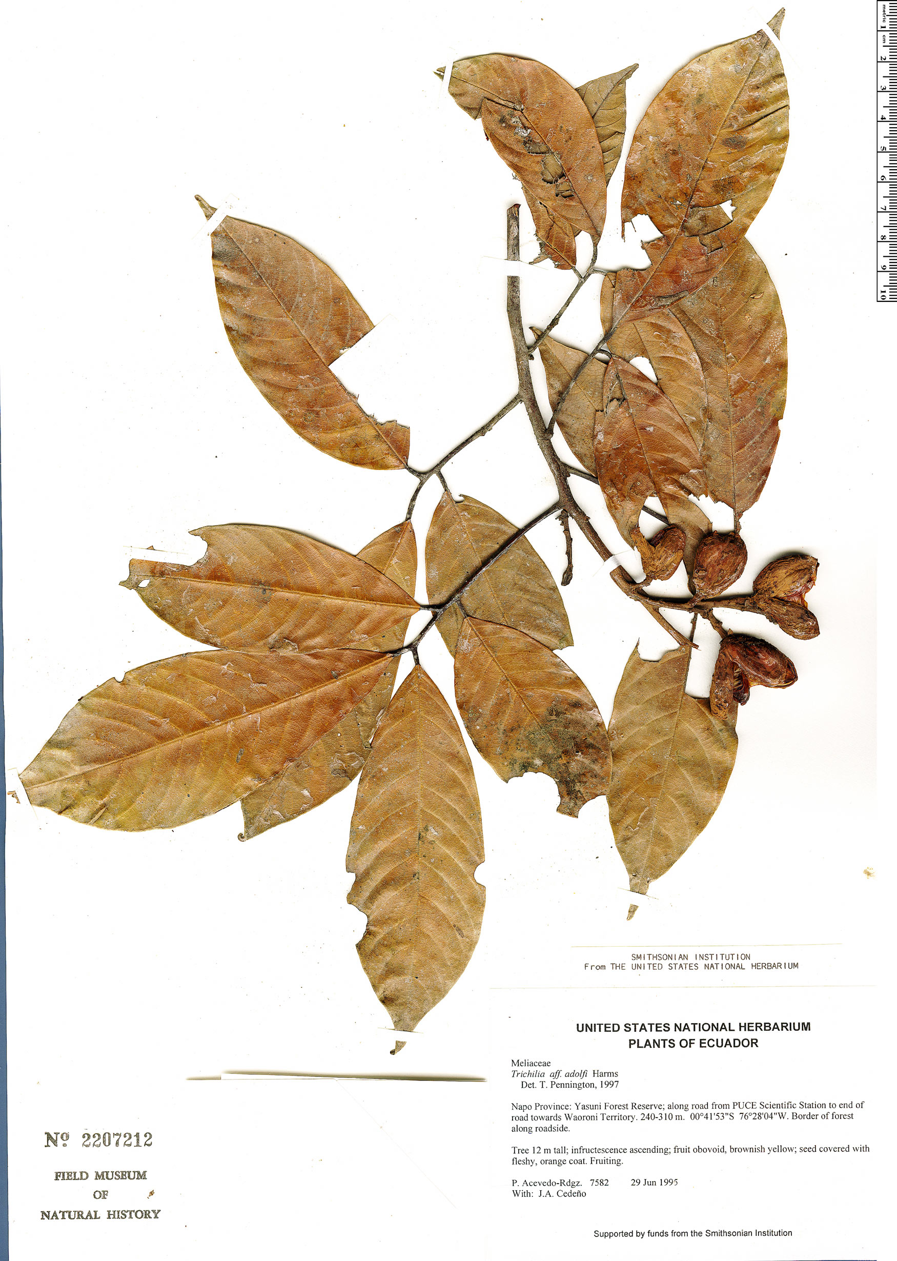 Trichilia adolfi | Rapid Reference | The Field Museum