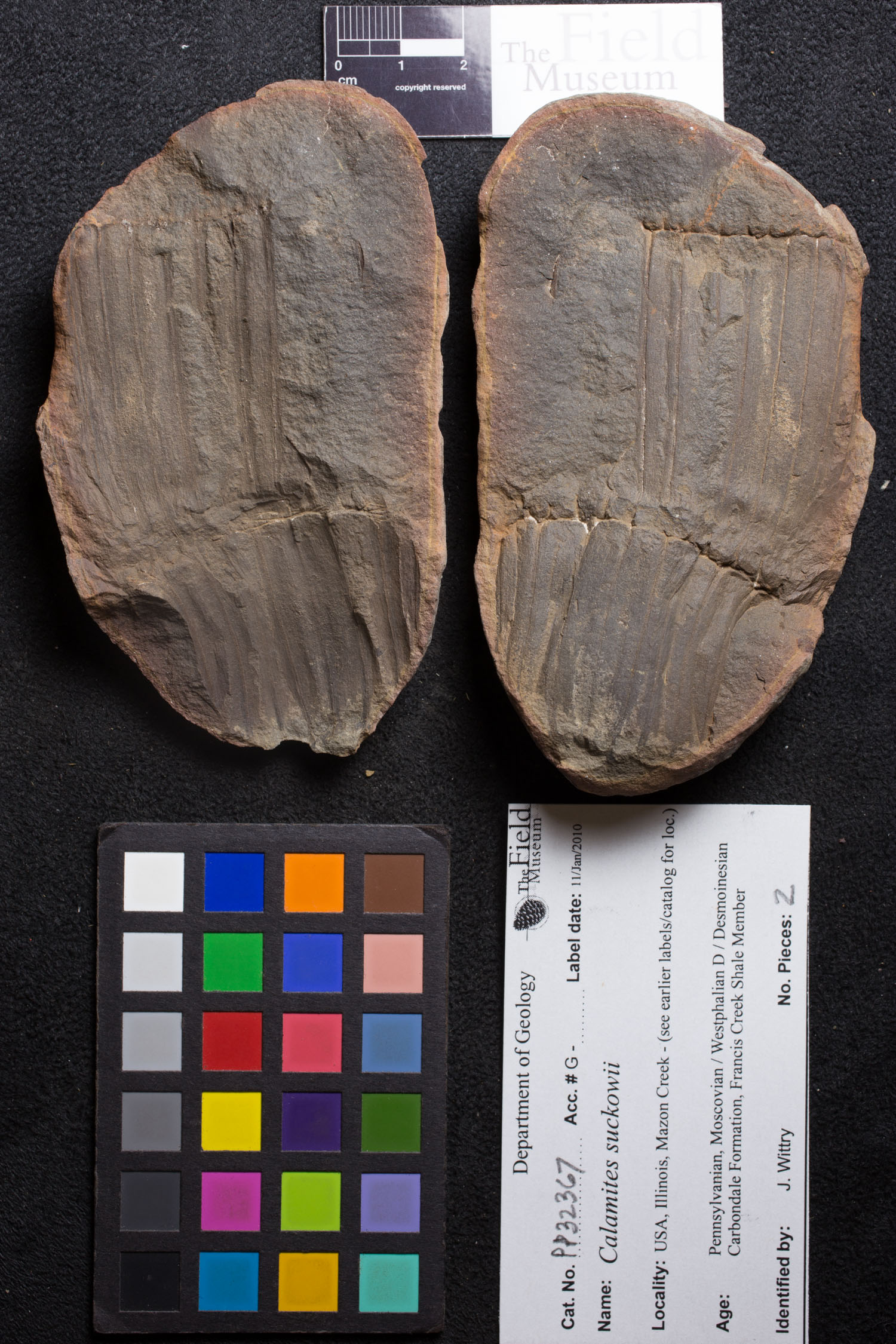 Calamites suckowii Brongniart, 1828