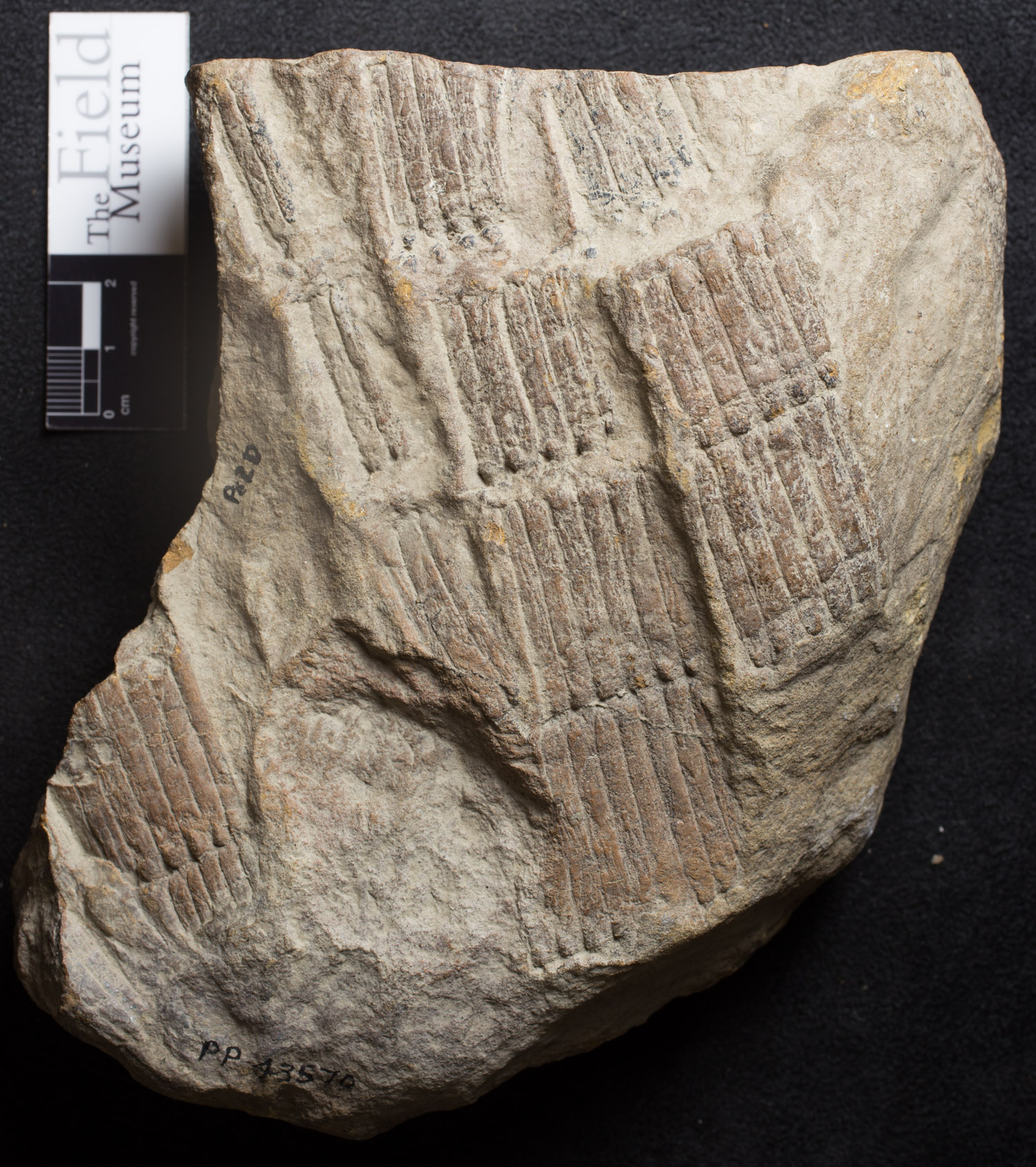 Calamites suckowii Brongniart, 1828