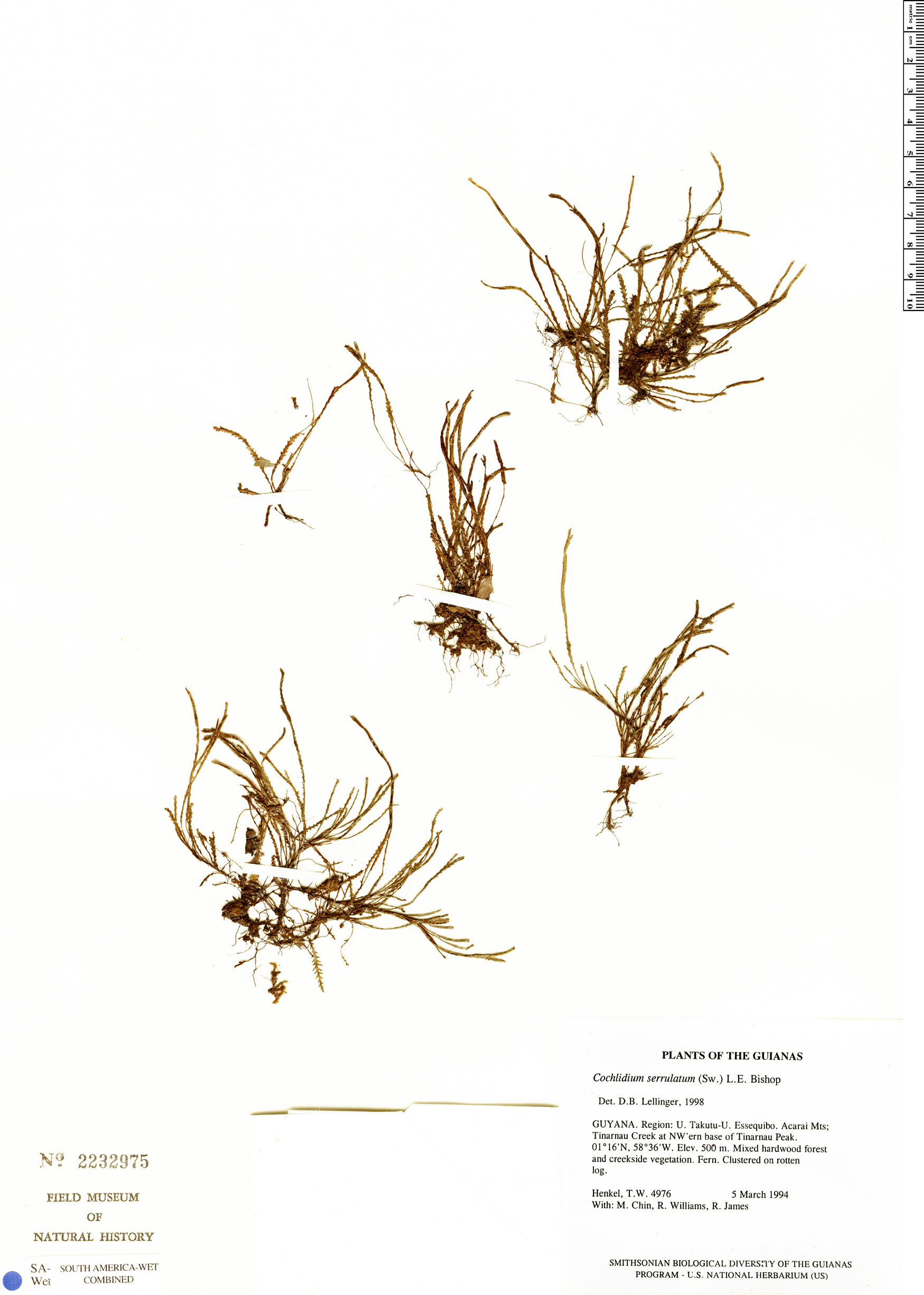 Cochlidium serrulatum | Rapid Reference | The Field Museum