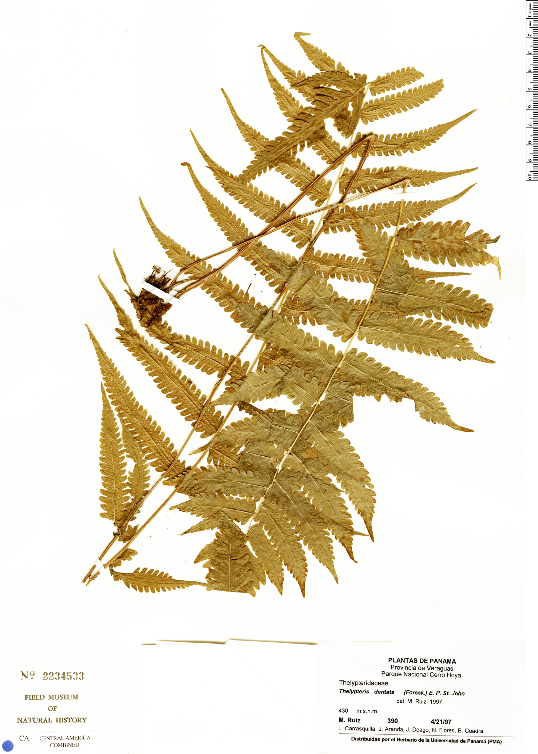 Christella dentata | Rapid Reference | The Field Museum