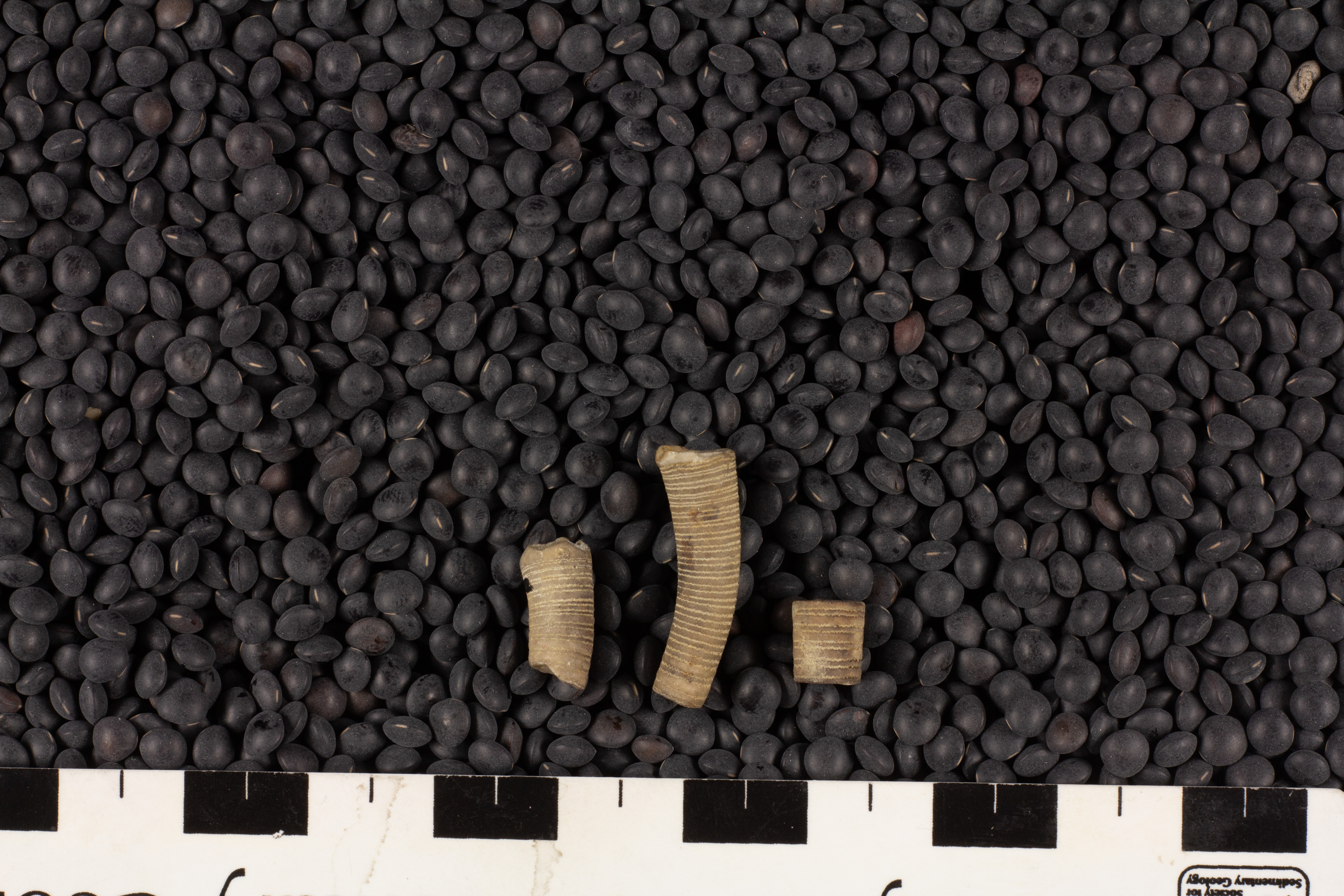 Crinoidea | Geology Collections