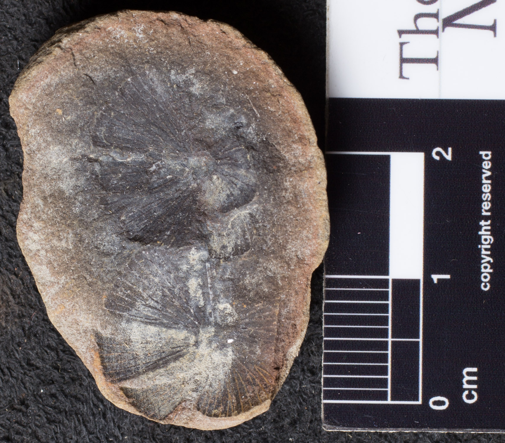 Sphenophyllum emarginatum Brongniart | Geology Collections