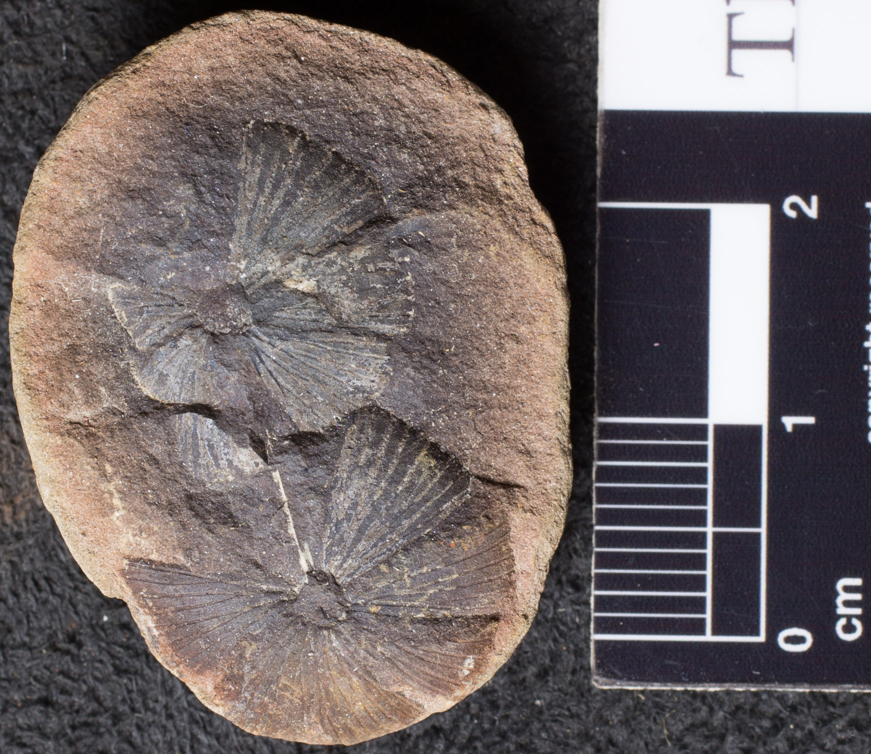 Sphenophyllum emarginatum Brongniart | Geology Collections