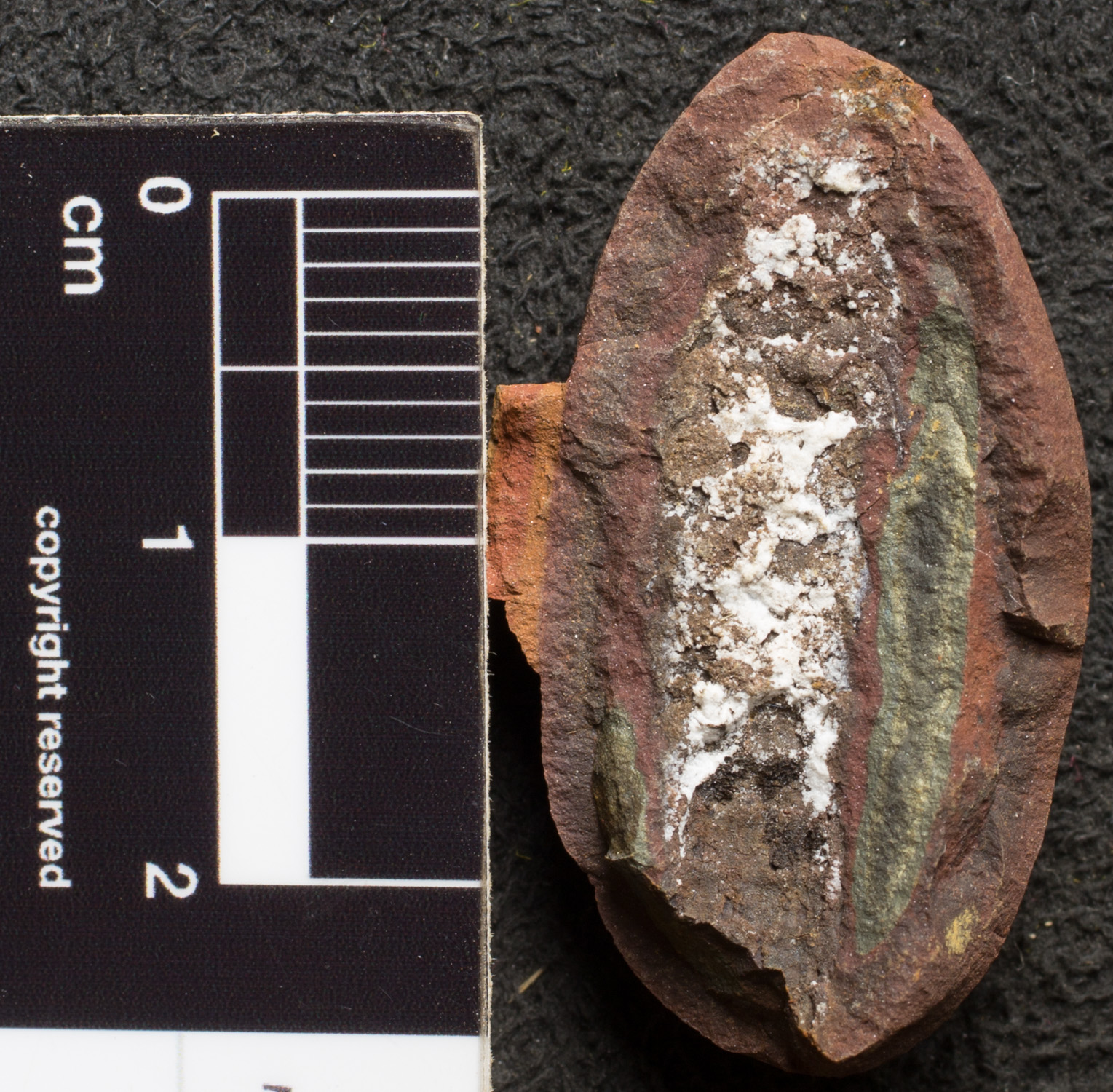 Palaeostachya C.E.Weiss, 1876