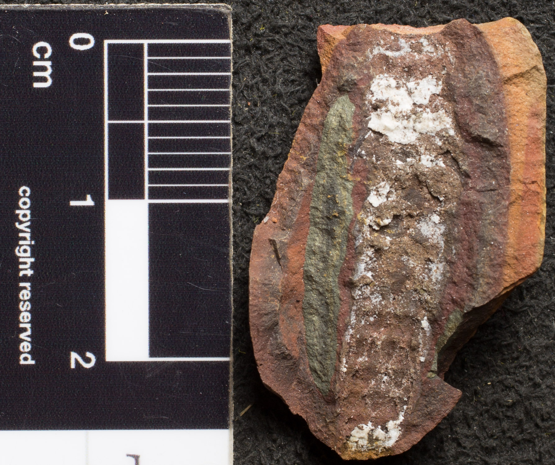 Palaeostachya C.E.Weiss, 1876