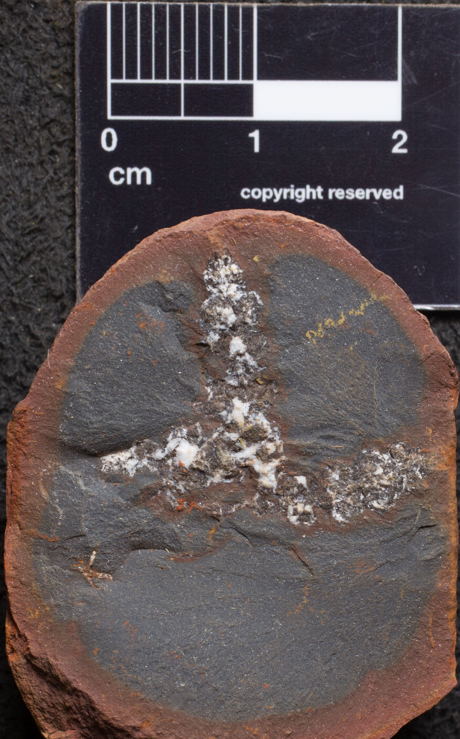 Palaeostachya C.E.Weiss, 1876