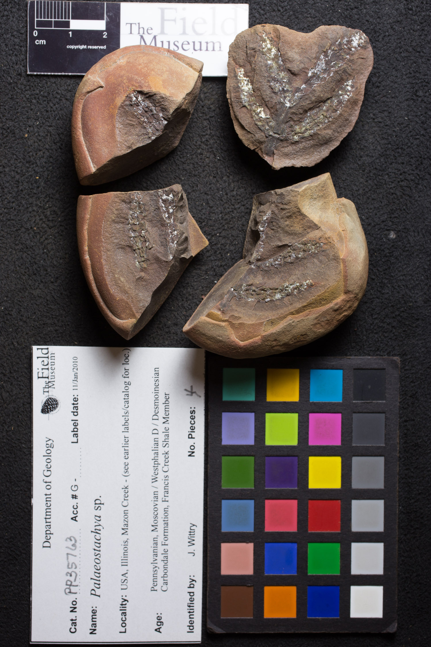 Palaeostachya C.E.Weiss, 1876