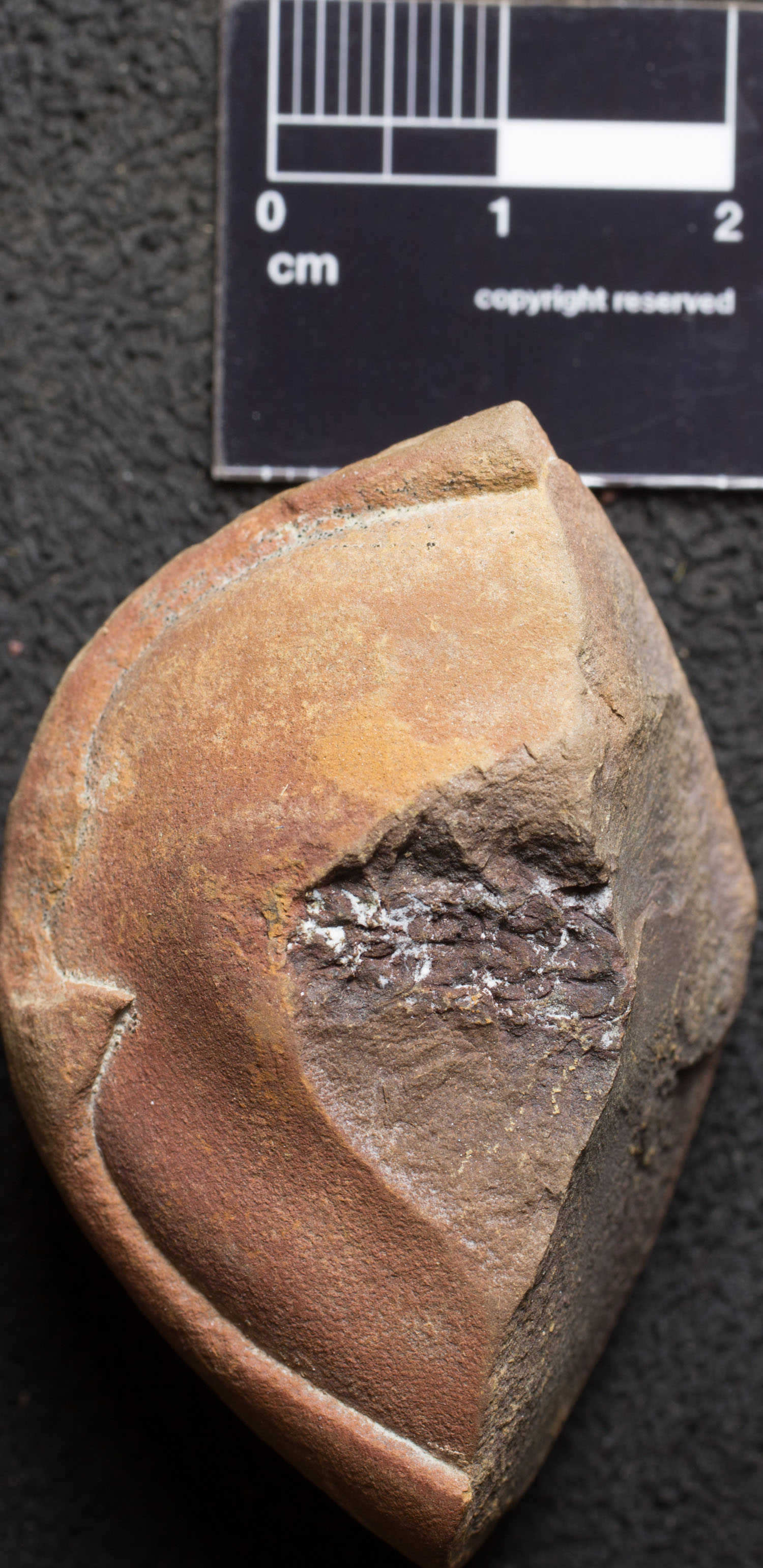 Palaeostachya C.E.Weiss, 1876