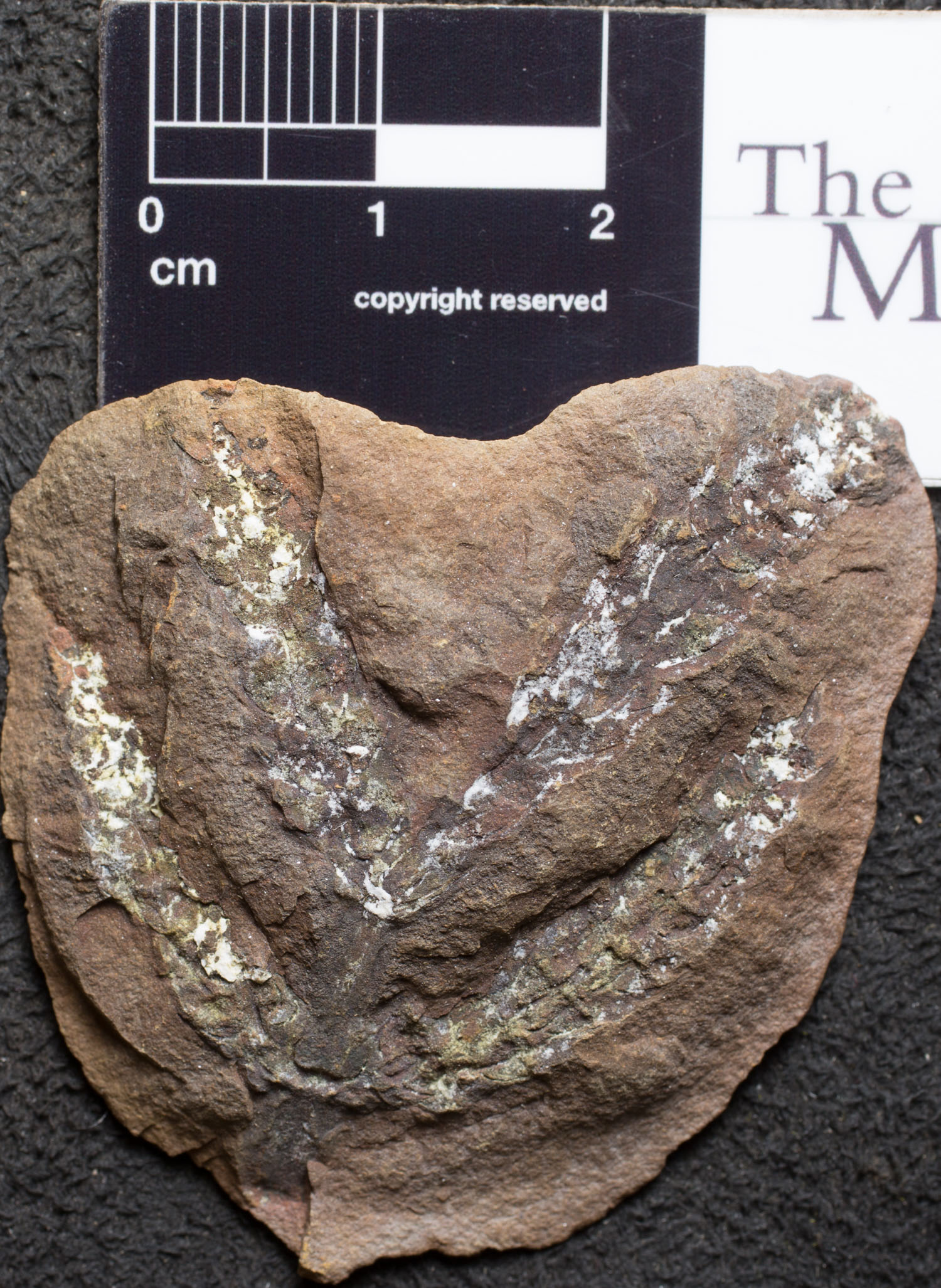 Palaeostachya C.E.Weiss, 1876