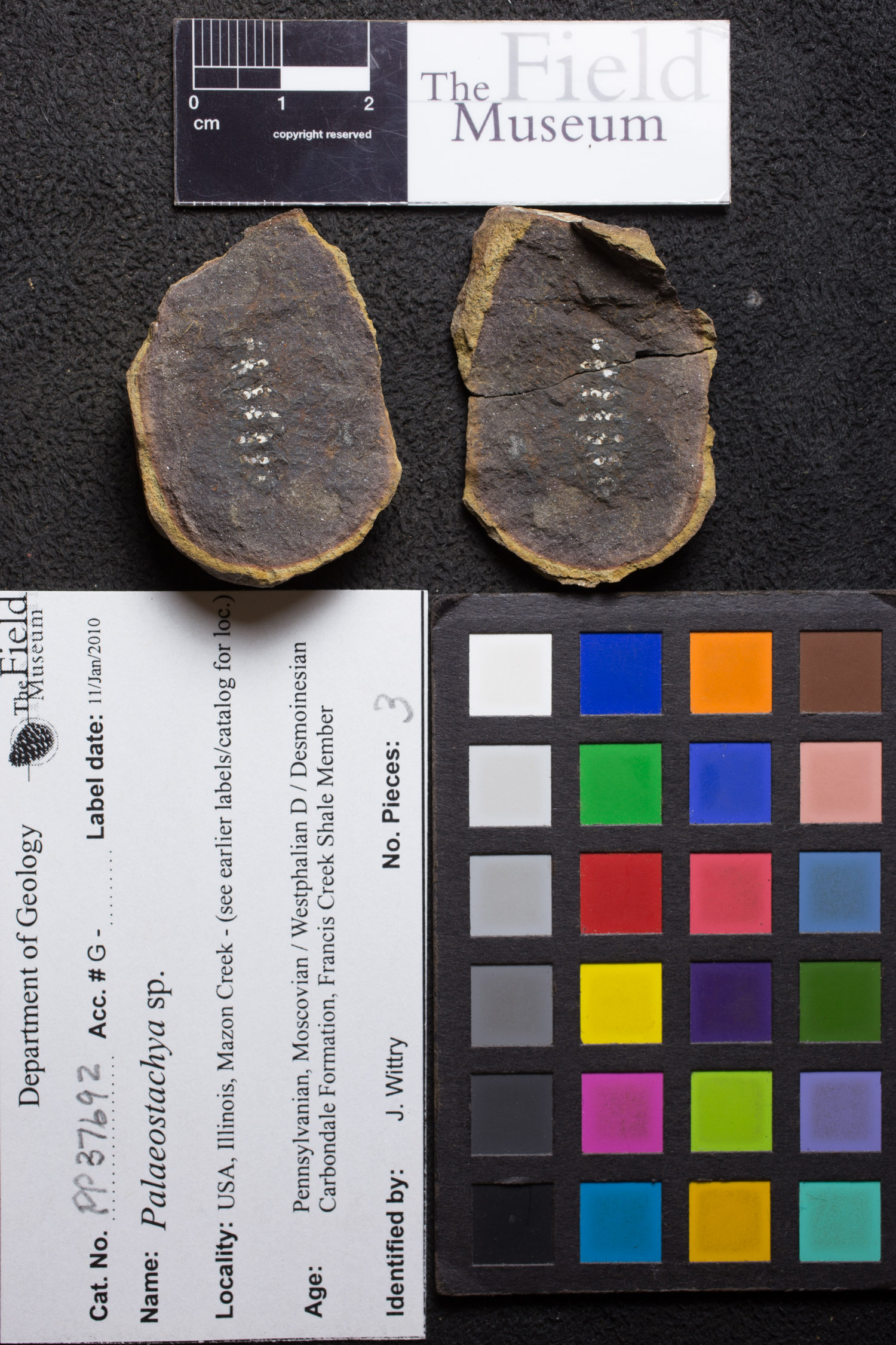 Palaeostachya C.E.Weiss, 1876