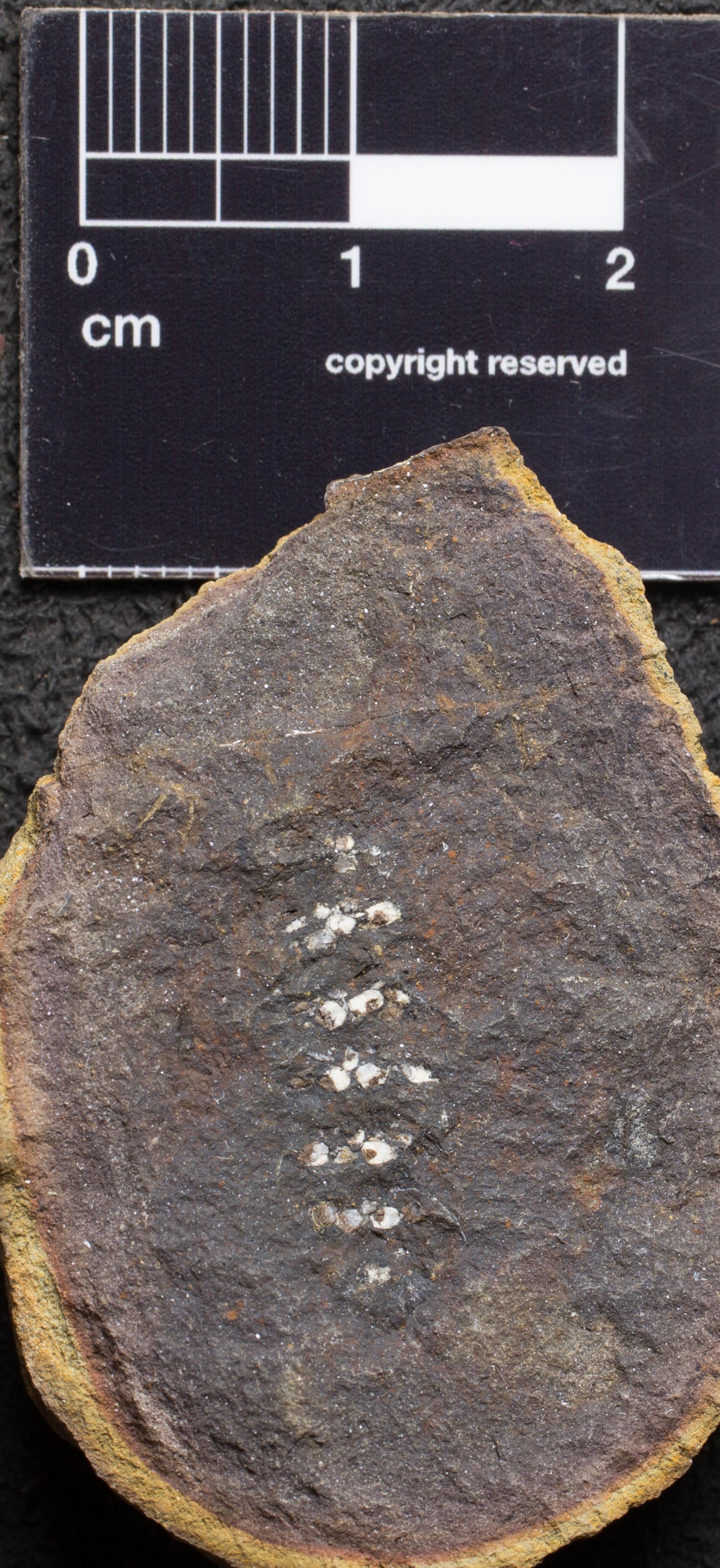 Palaeostachya C.E.Weiss, 1876