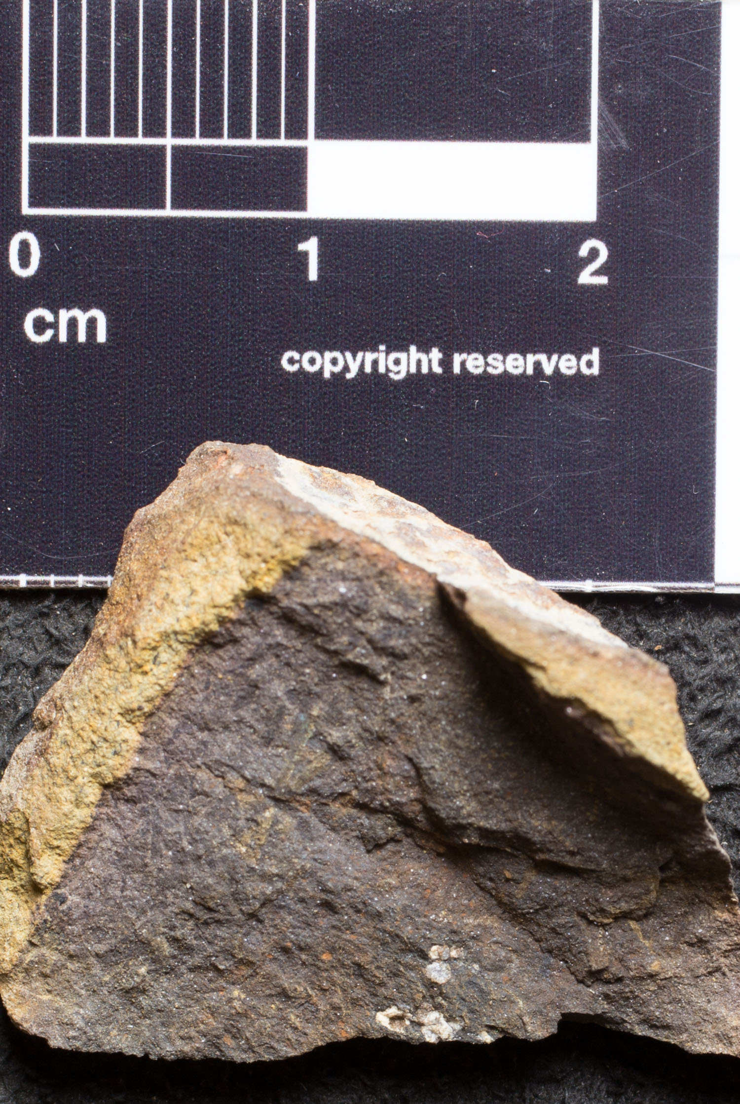 Palaeostachya C.E.Weiss, 1876