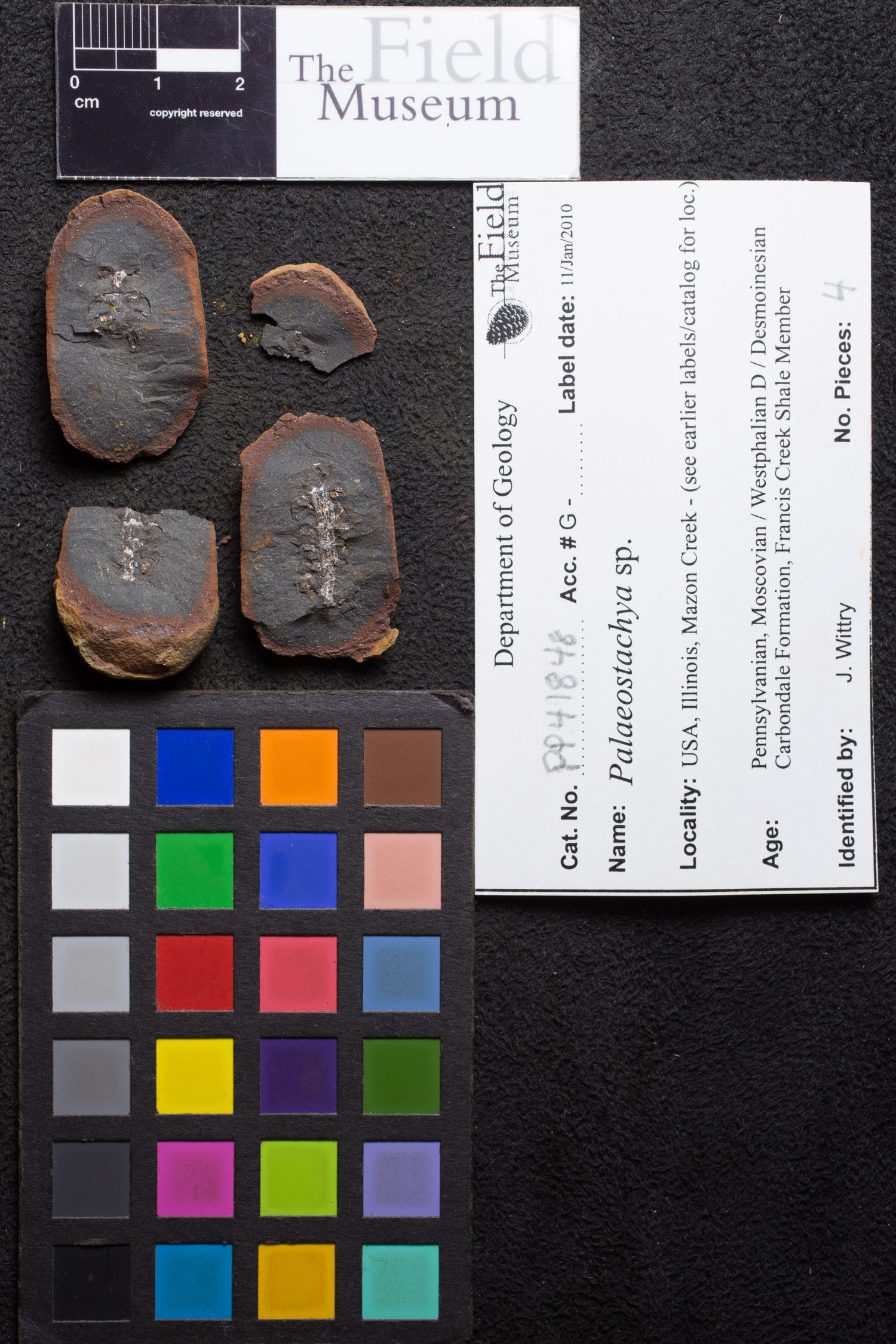 Palaeostachya C.E.Weiss, 1876