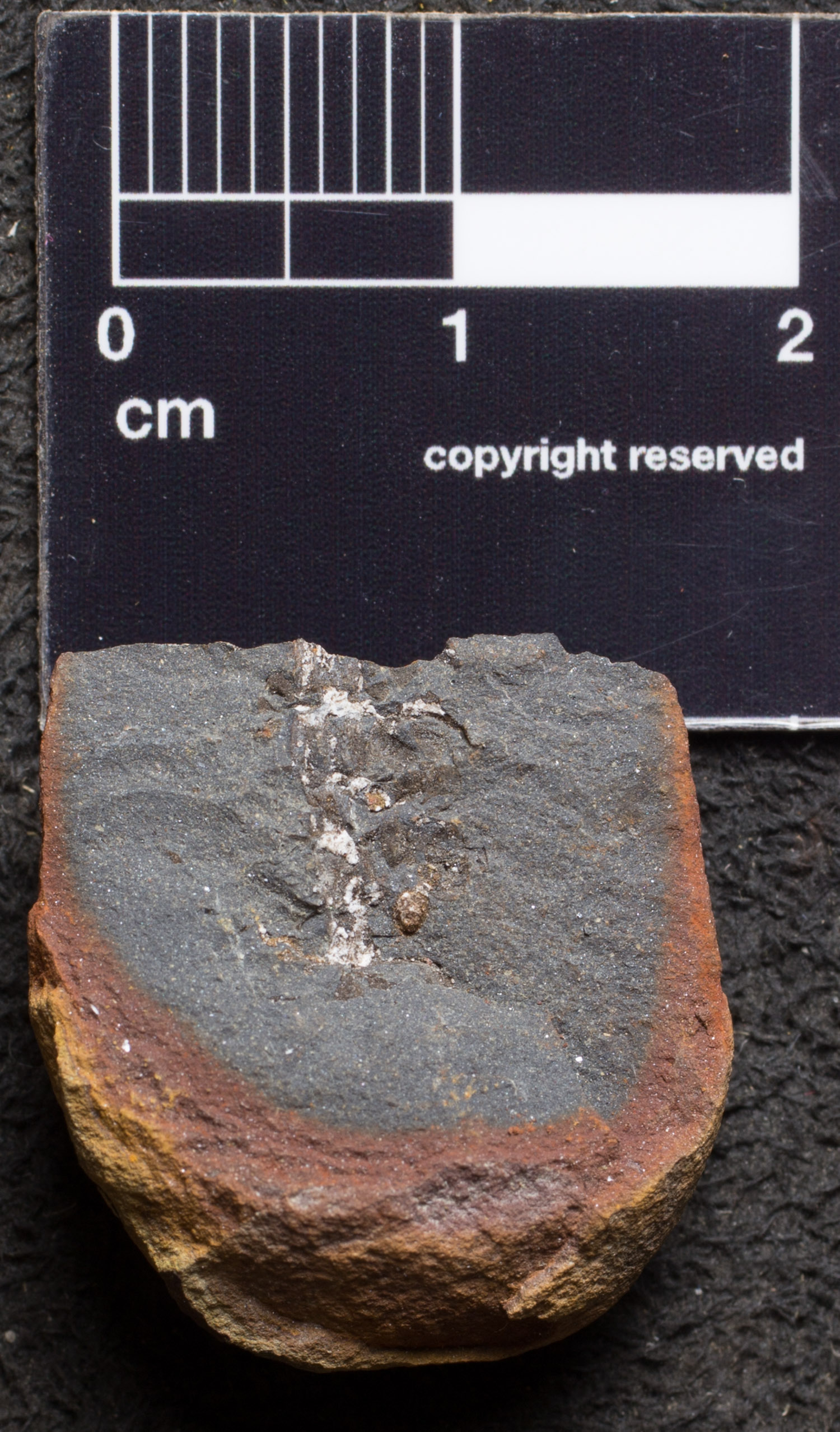 Palaeostachya C.E.Weiss, 1876