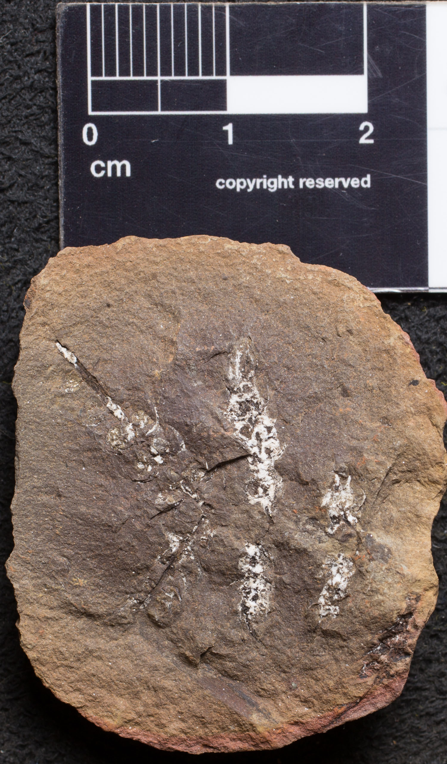 Palaeostachya C.E.Weiss, 1876