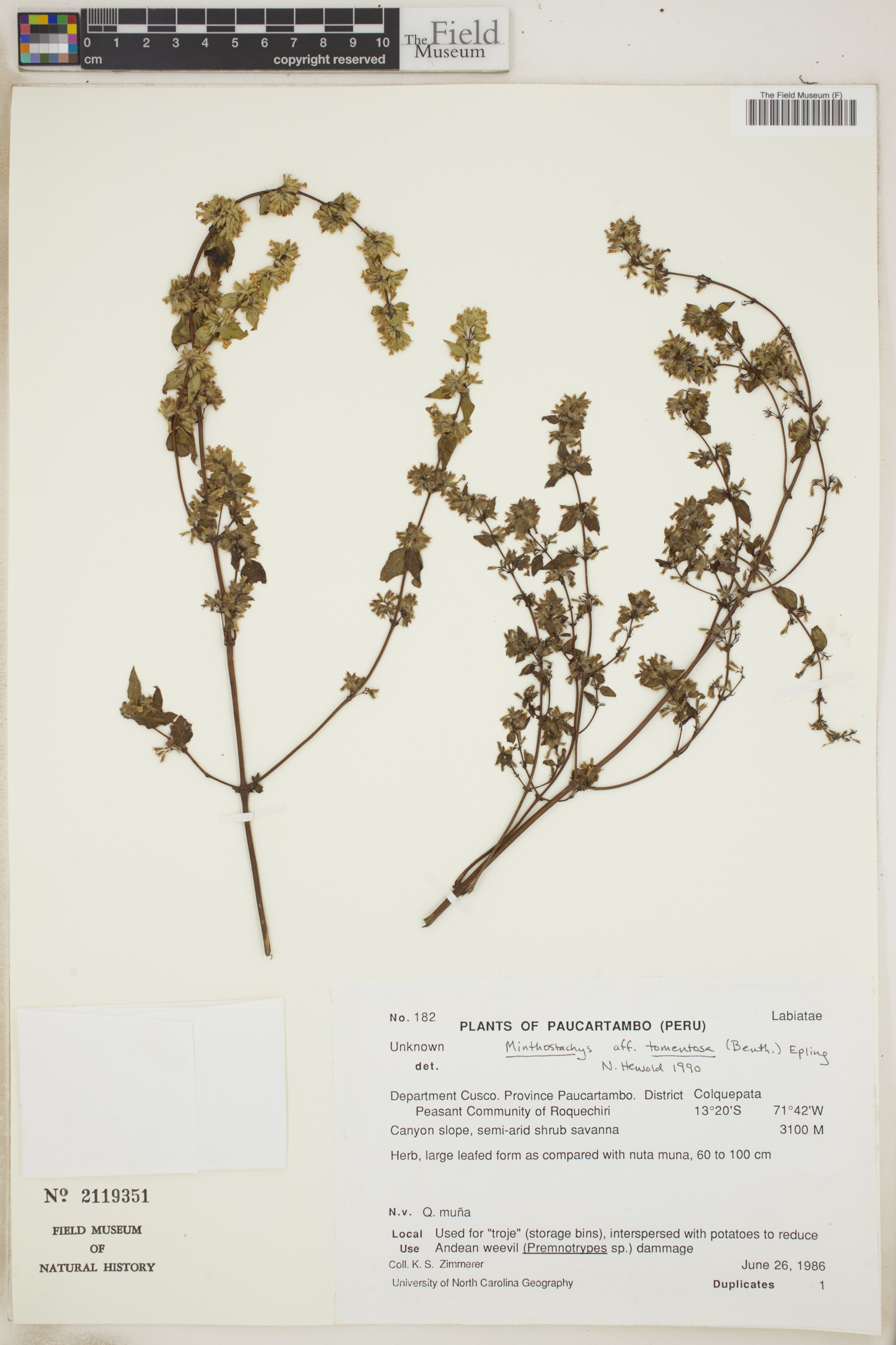 Minthostachys tomentosa (Benth.) Epling