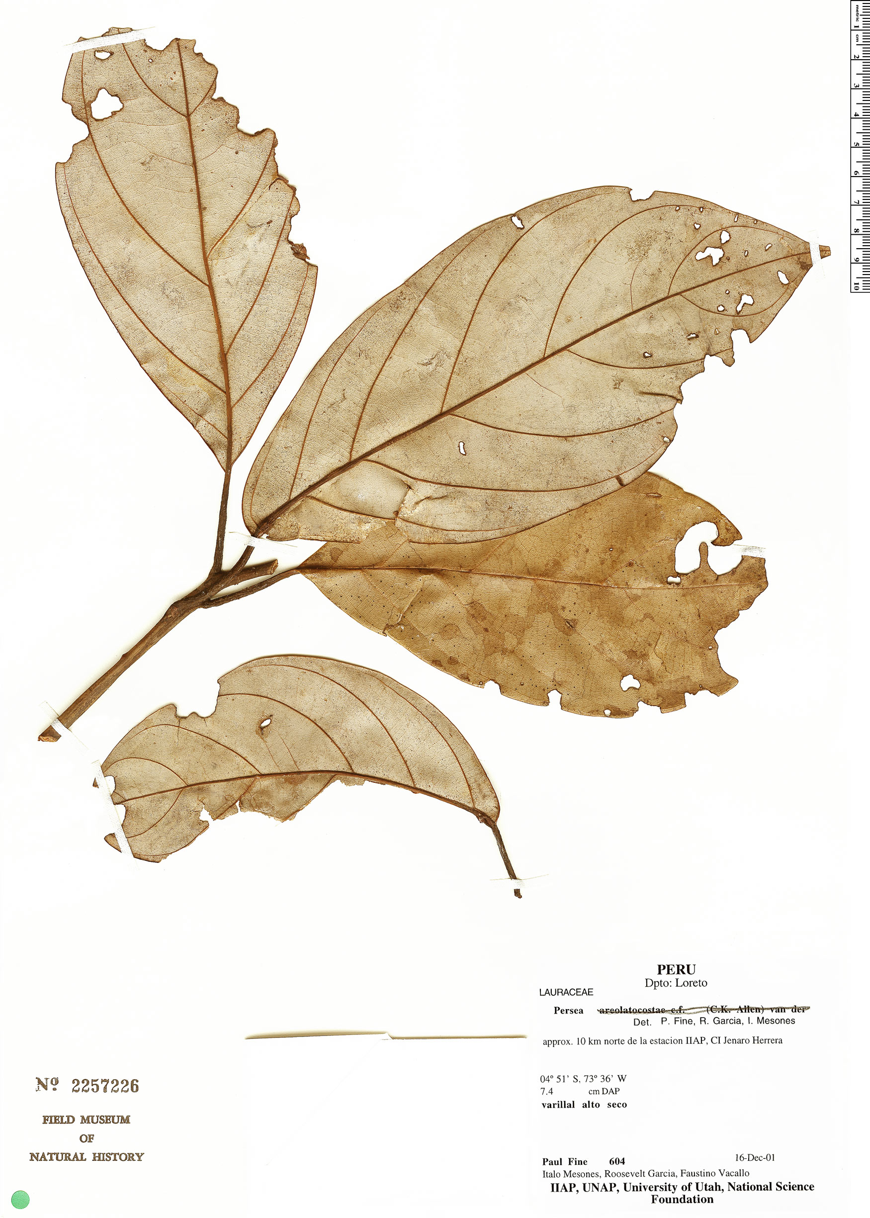 Persea | Rapid Reference | The Field Museum