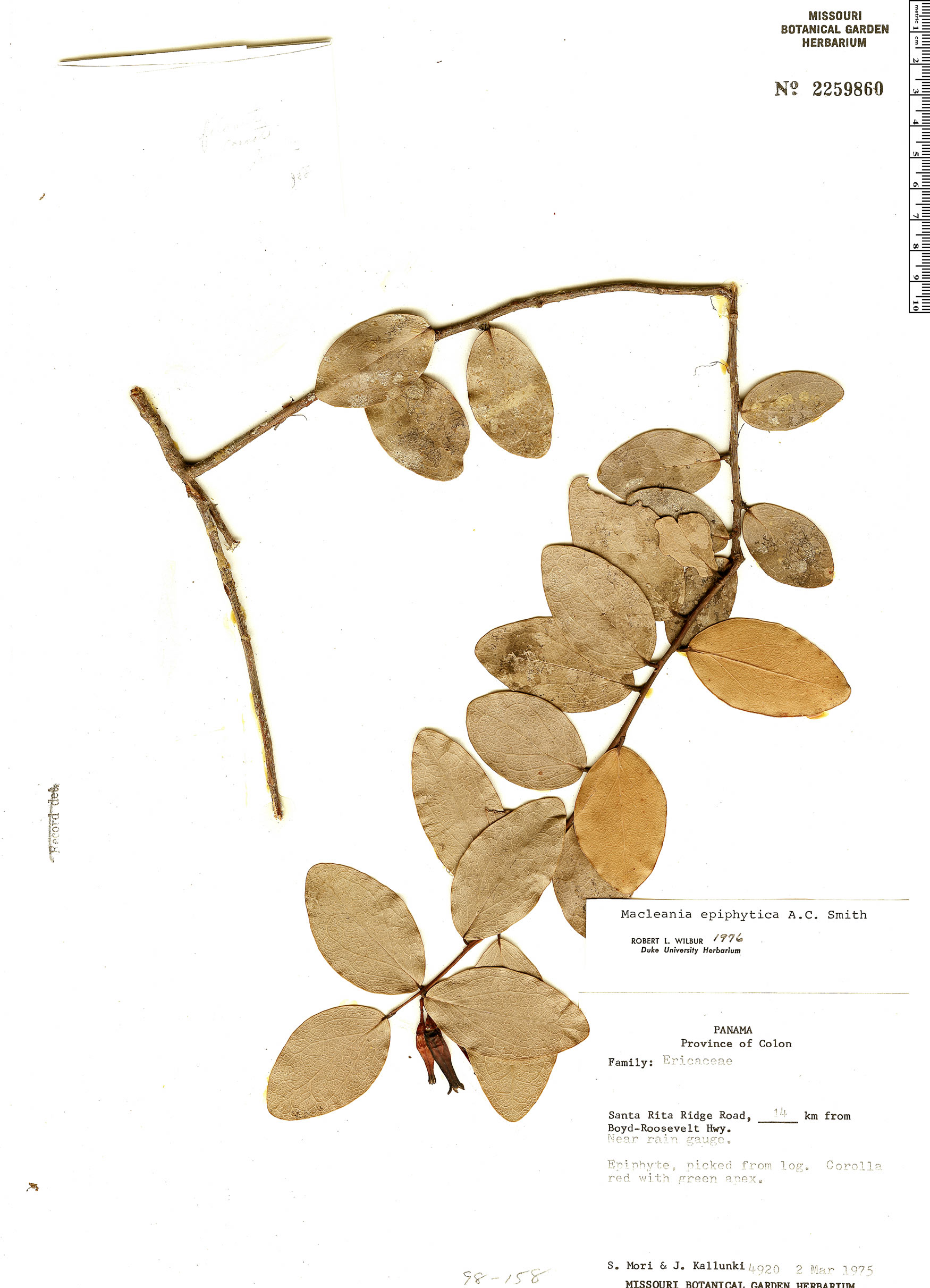 Macleania epiphytica | Rapid Reference | The Field Museum