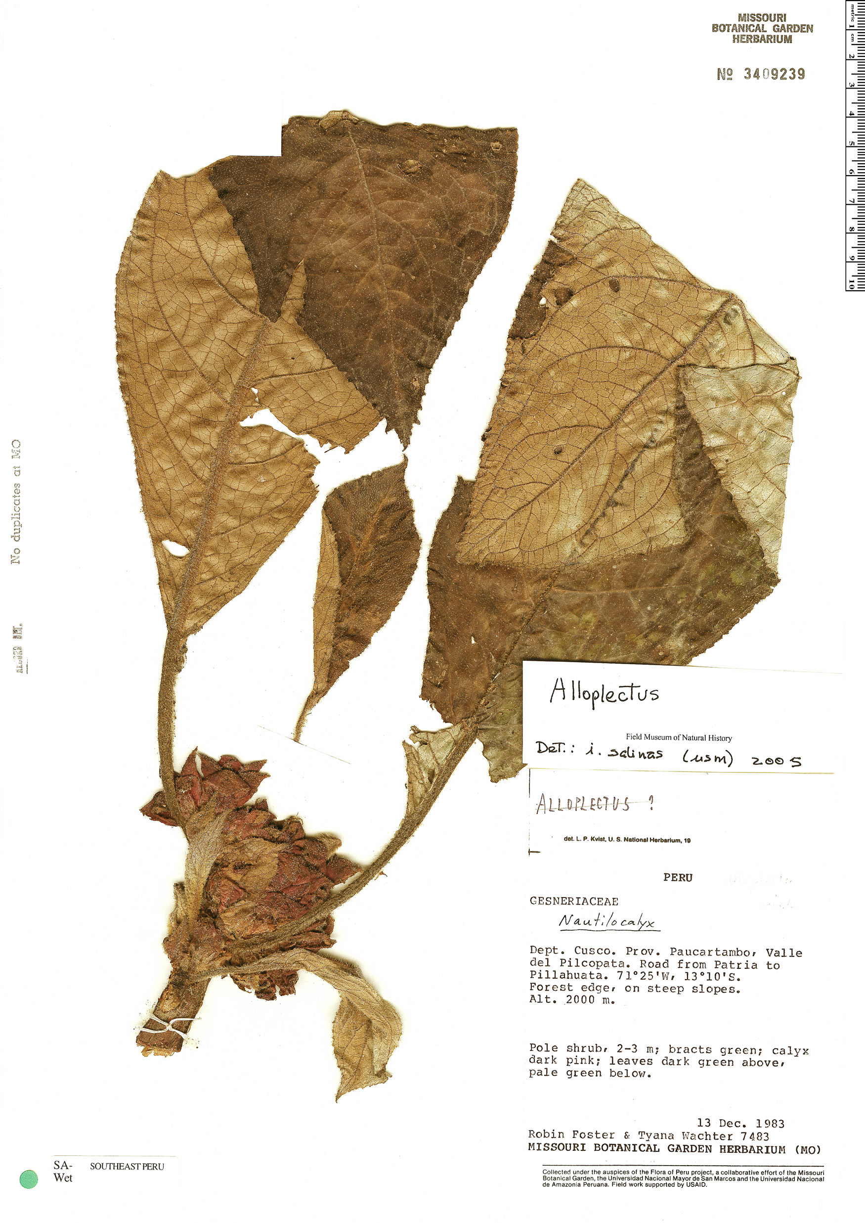 Alloplectus | Rapid Reference | The Field Museum
