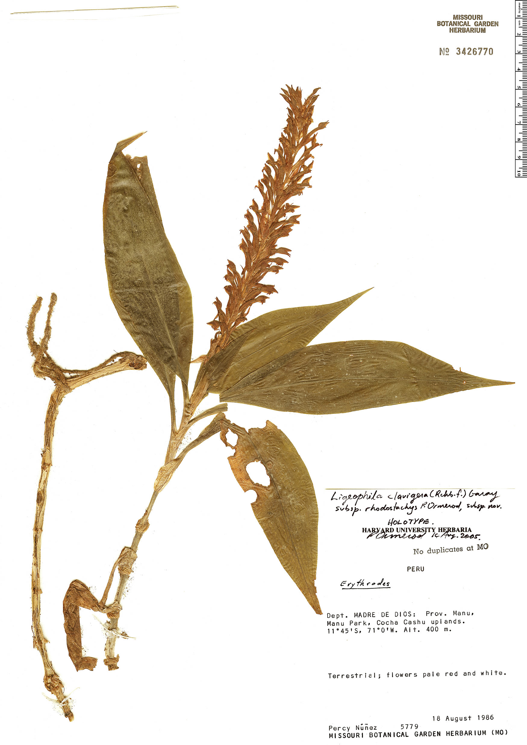 Ligeophila clavigera | Rapid Reference | The Field Museum