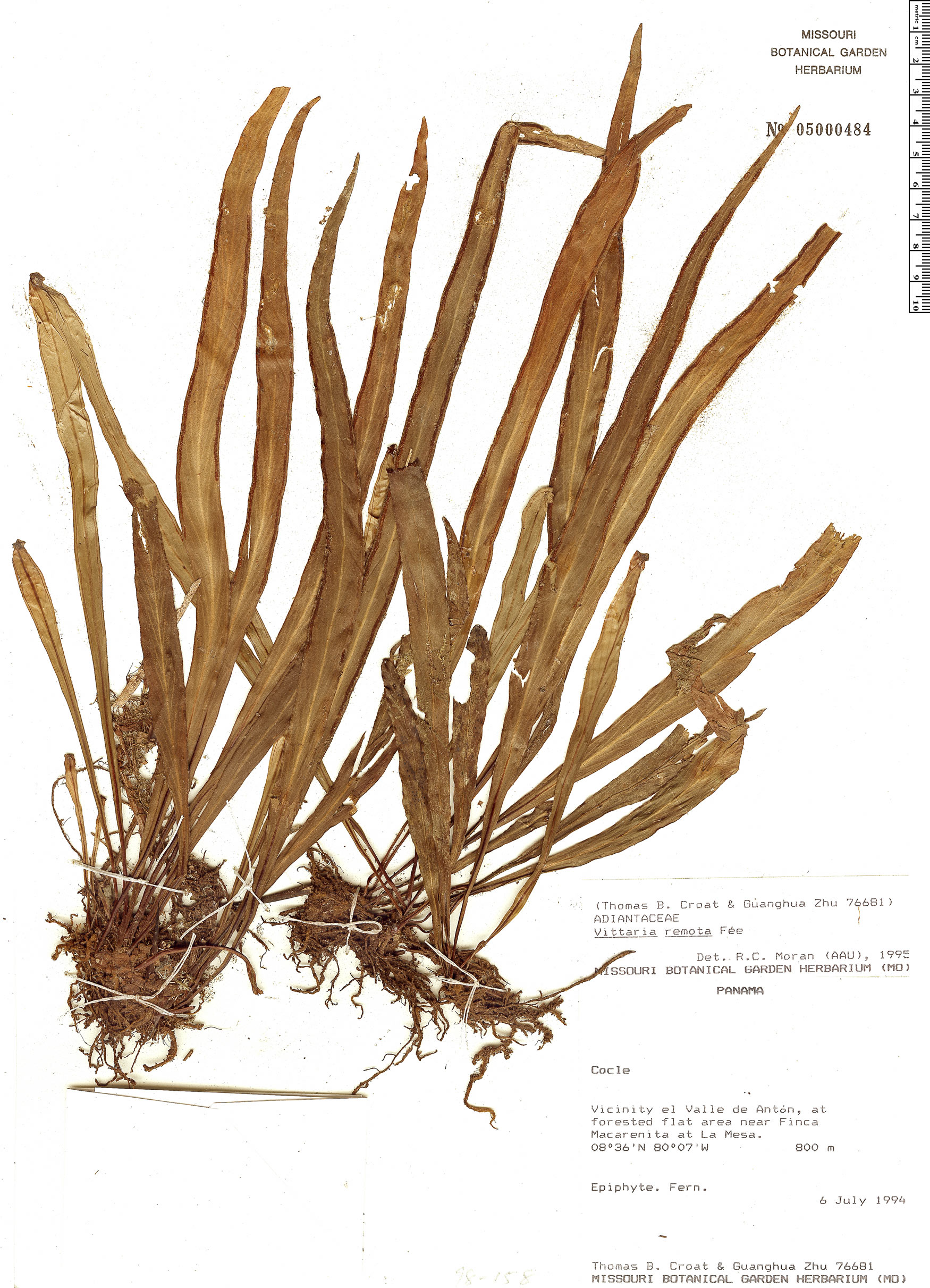 Vittaria remota | Rapid Reference | The Field Museum