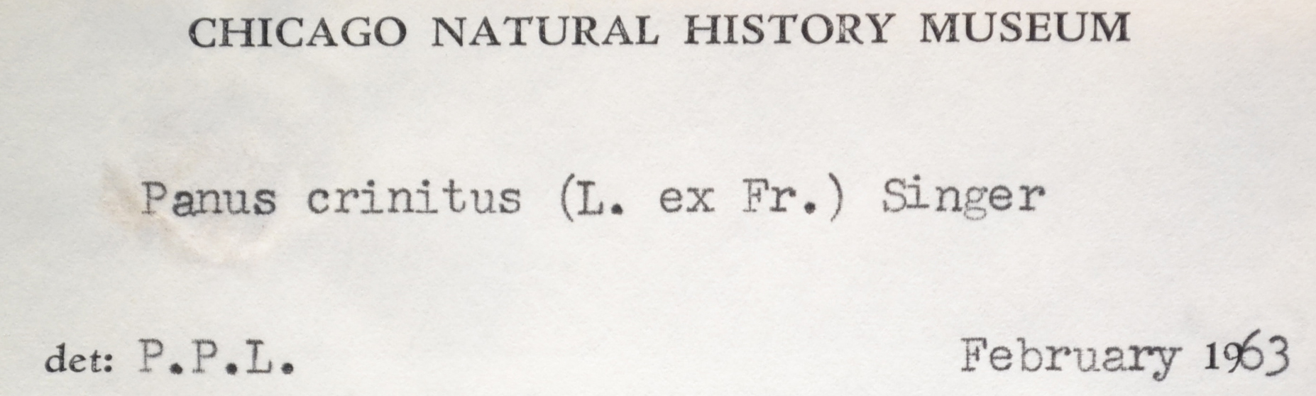 Panus crinitus (L.) Singer