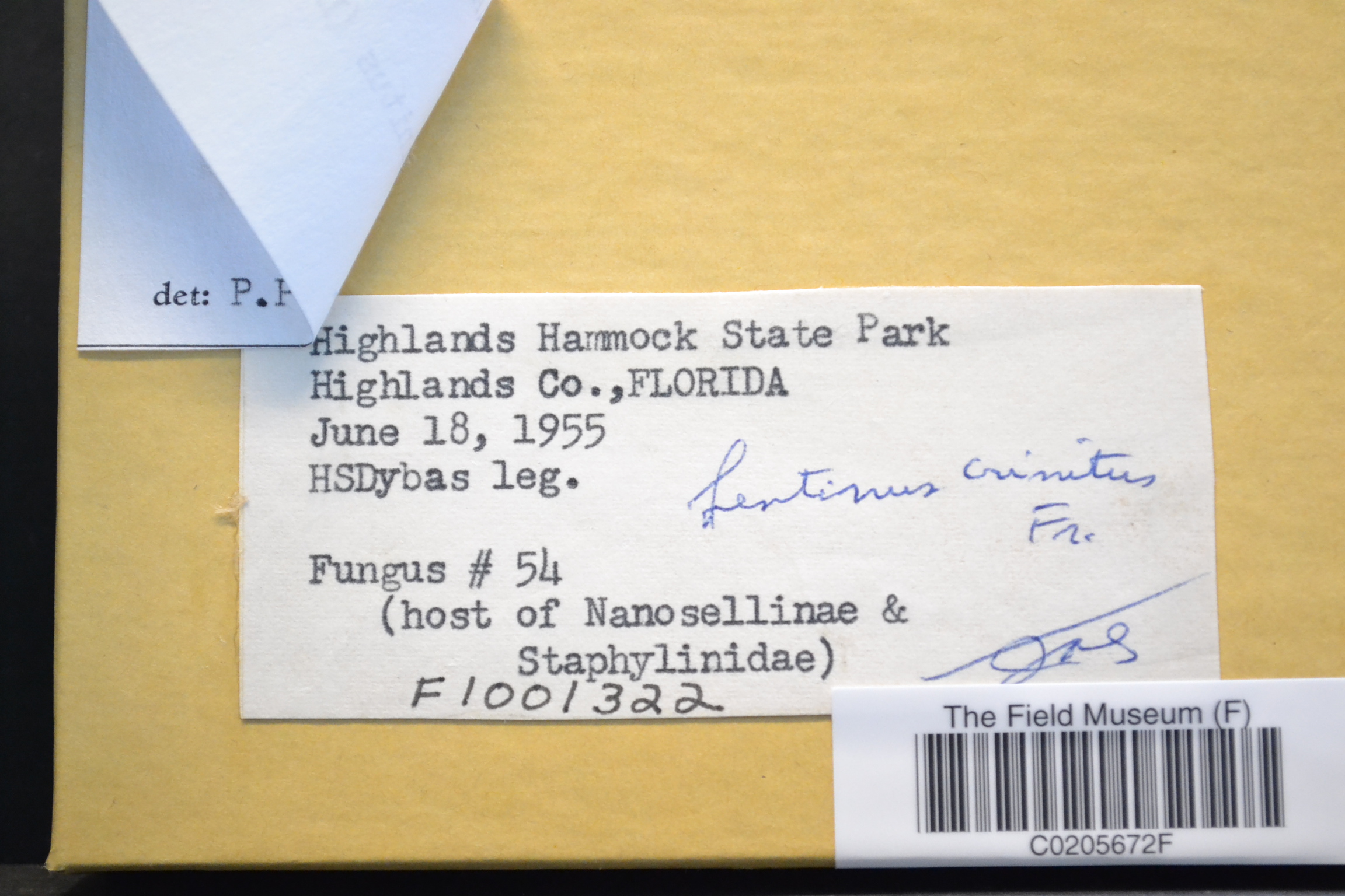 Panus crinitus (L.) Singer