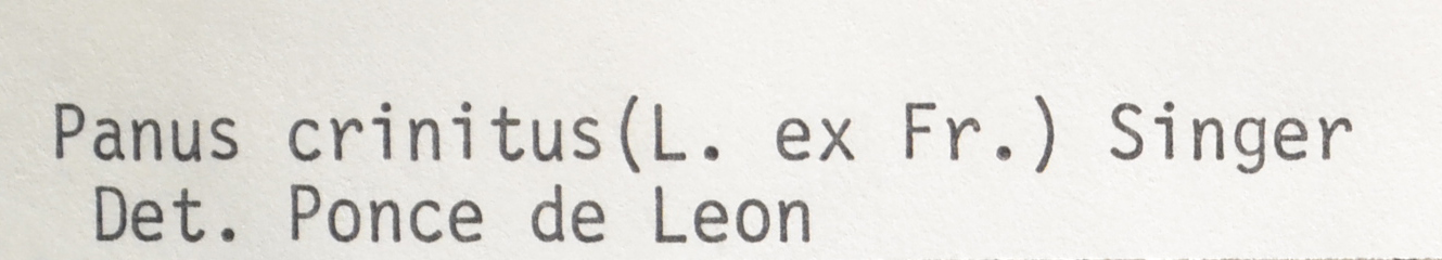 Panus crinitus (L.) Singer