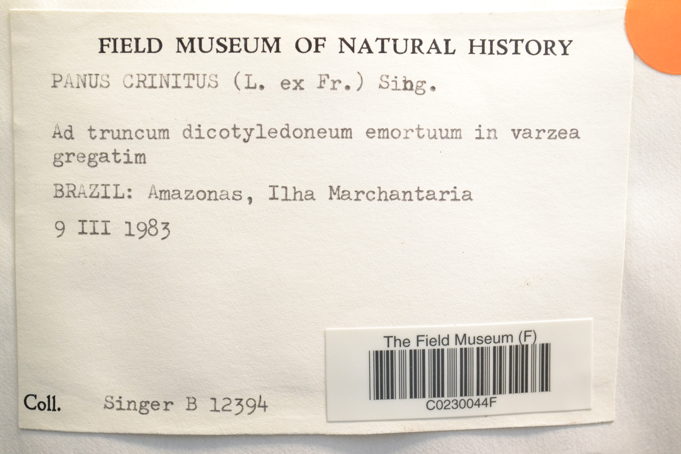 Panus crinitus (L.) Singer