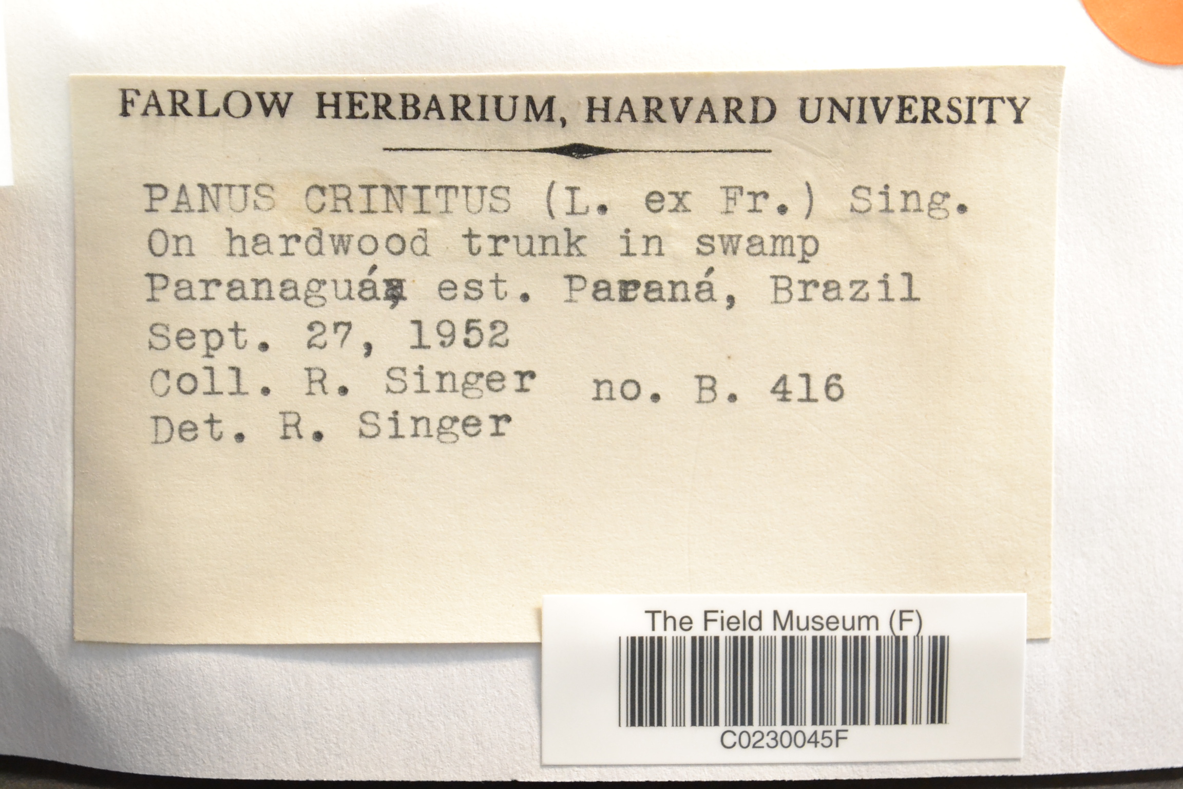 Panus crinitus (L.) Singer