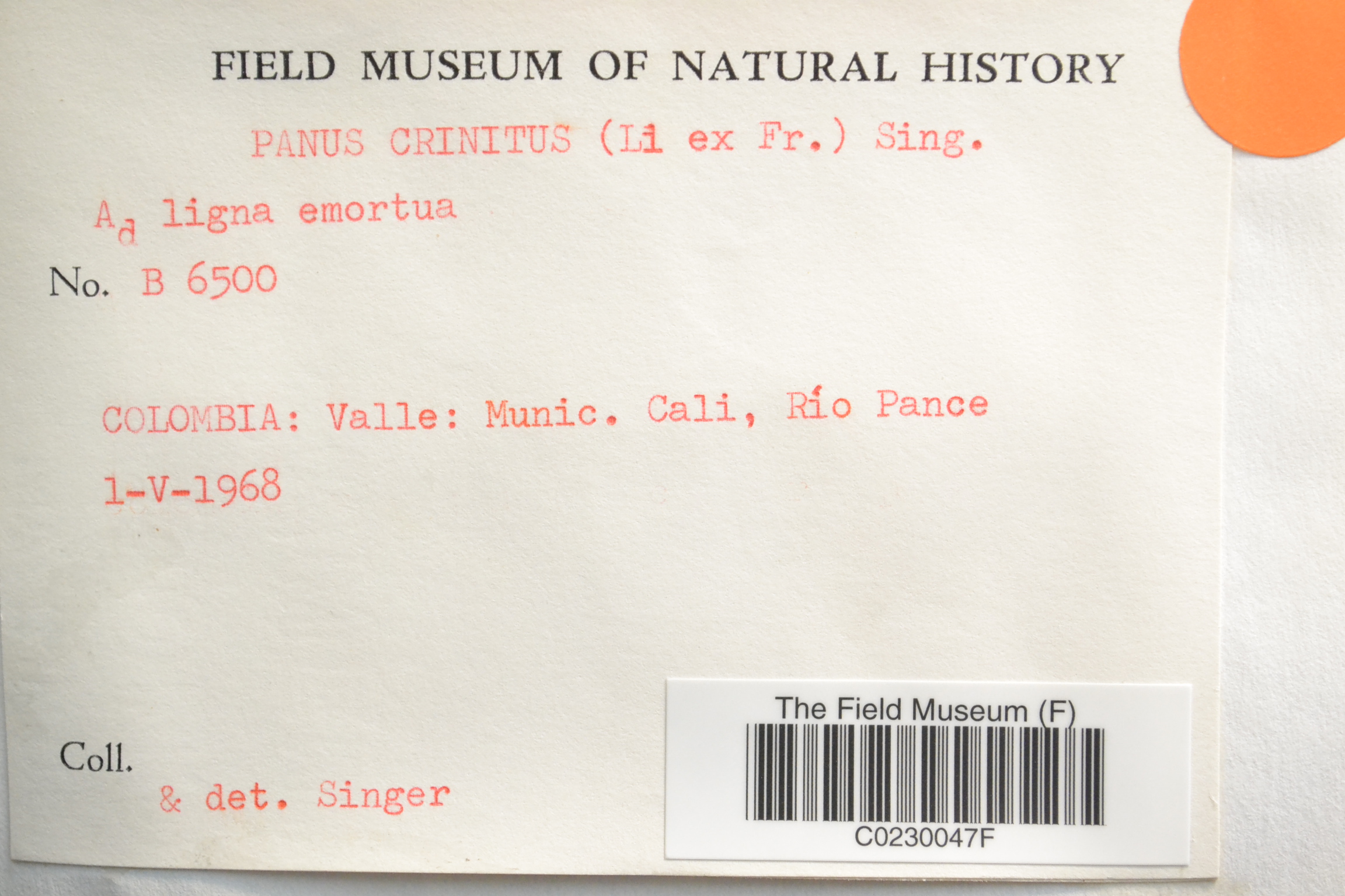 Panus crinitus (L.) Singer