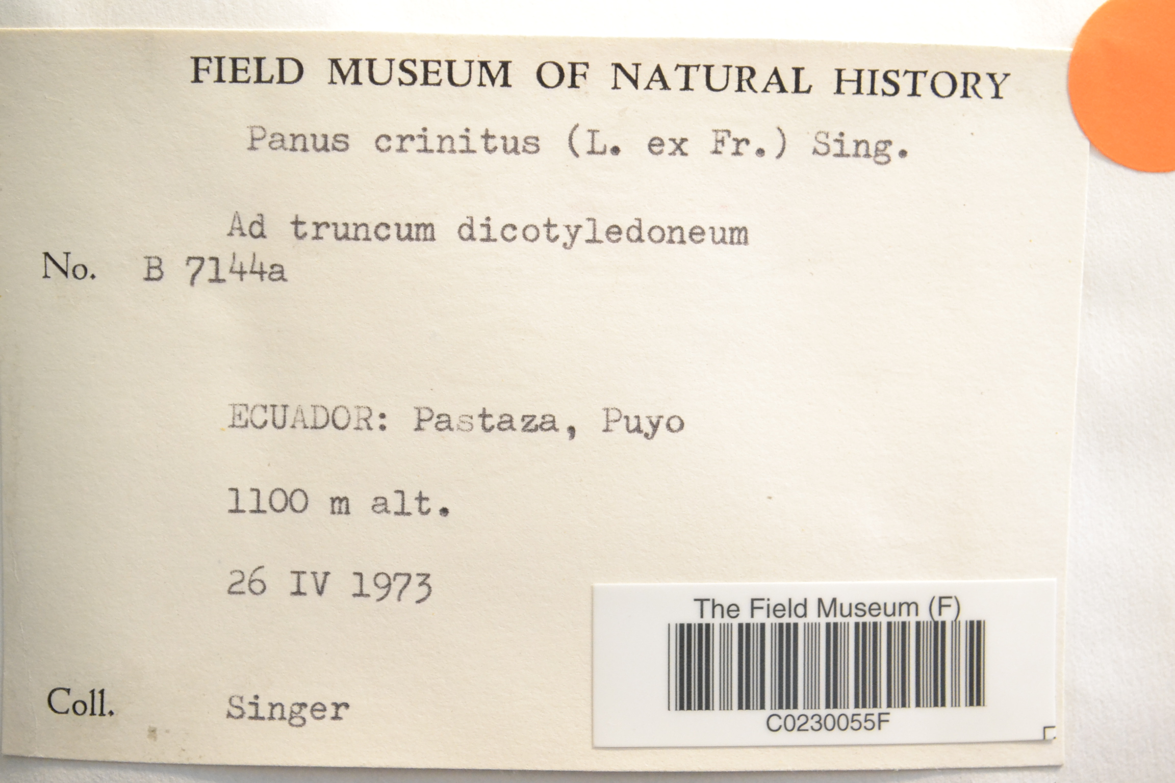 Panus crinitus (L.) Singer