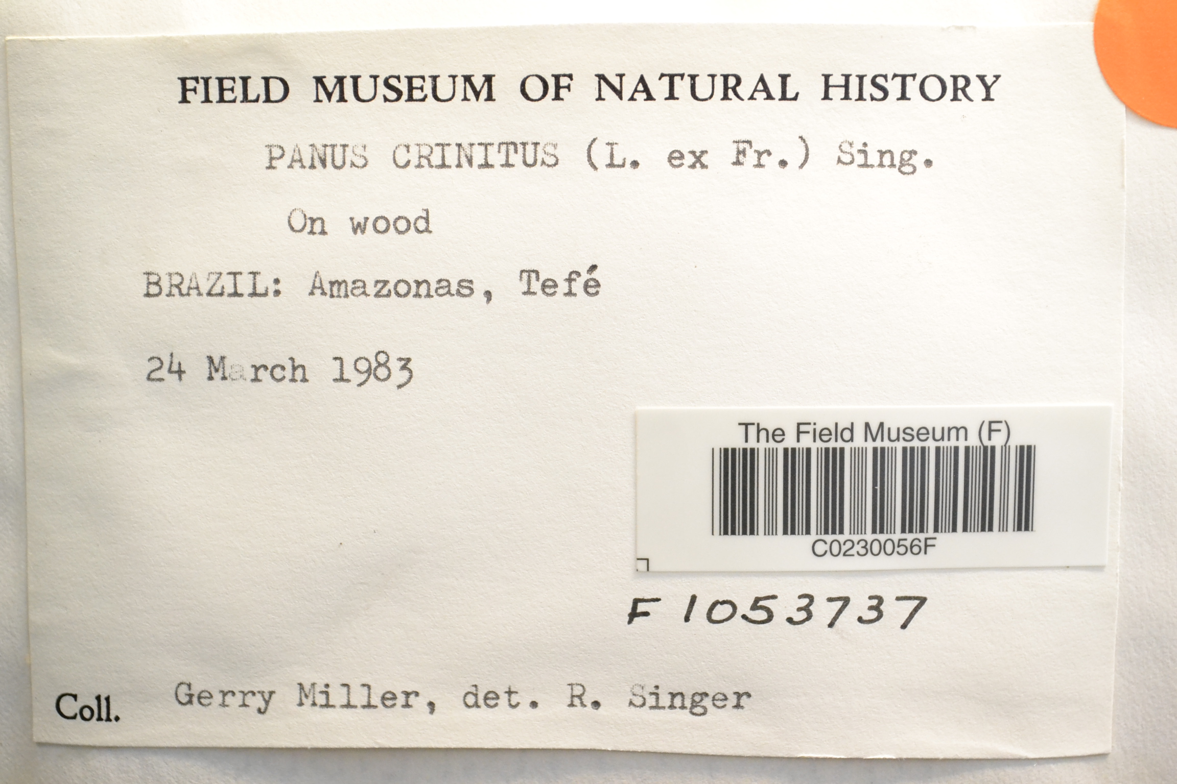 Panus crinitus (L.) Singer