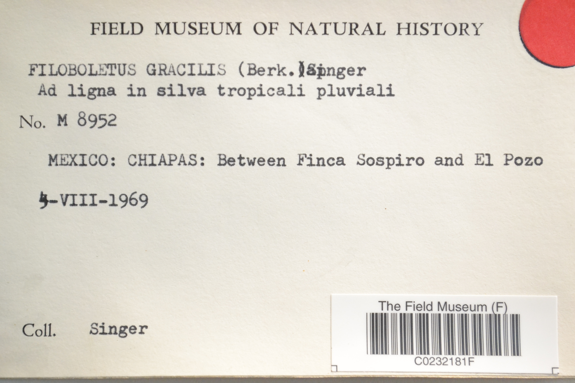 Filoboletus gracilis (Klotzsch ex Berk.) Singer