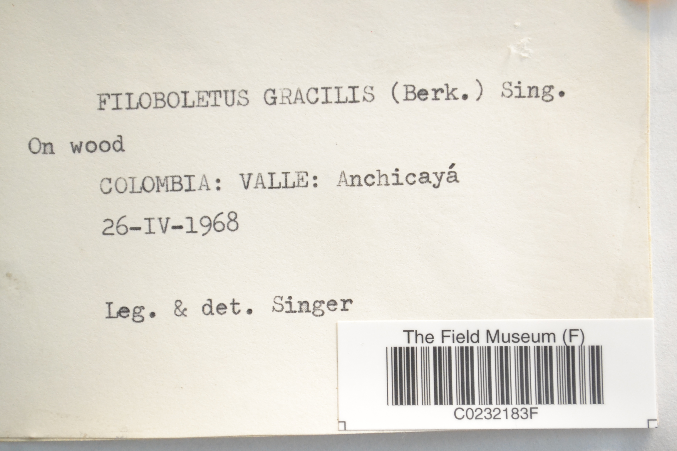 Filoboletus gracilis (Klotzsch ex Berk.) Singer