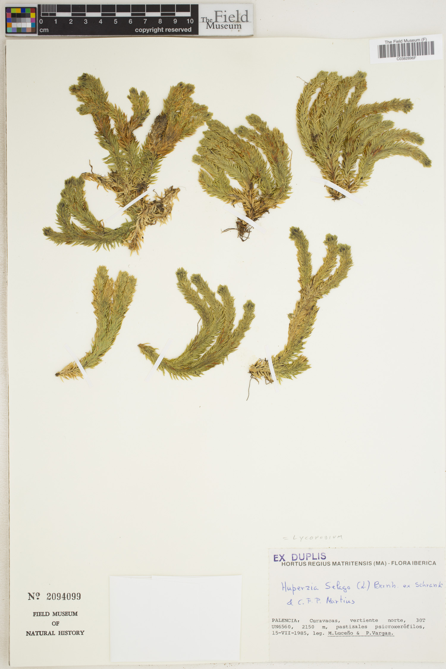 Lycopodium selago L.