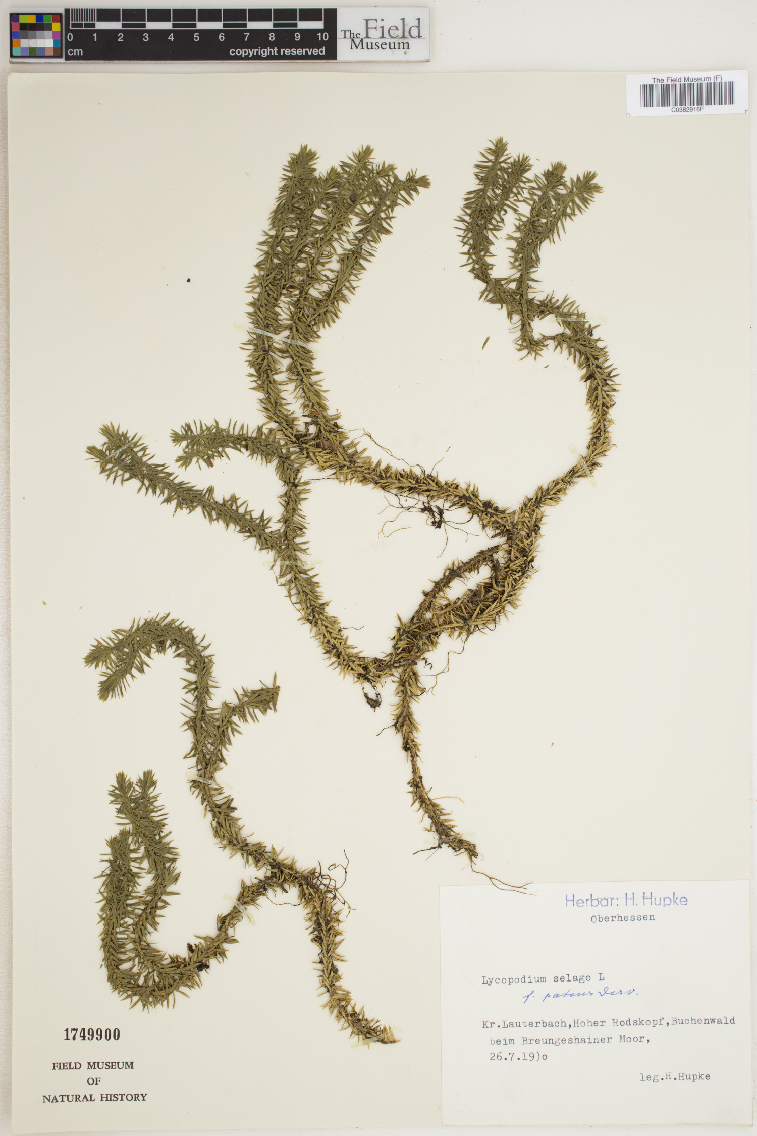 Lycopodium selago L.