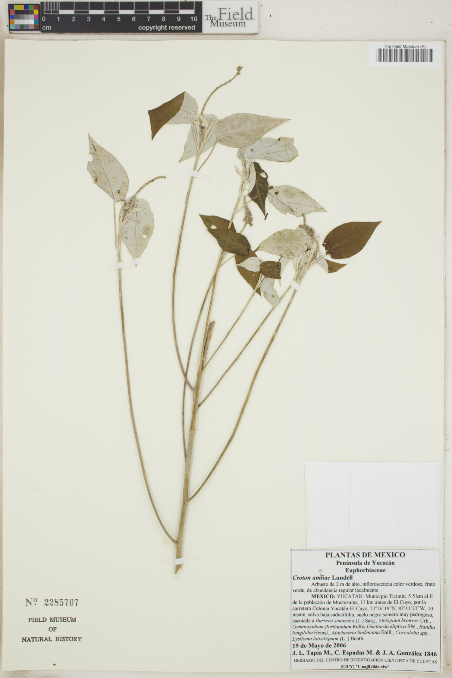 Croton ameliae Lundell