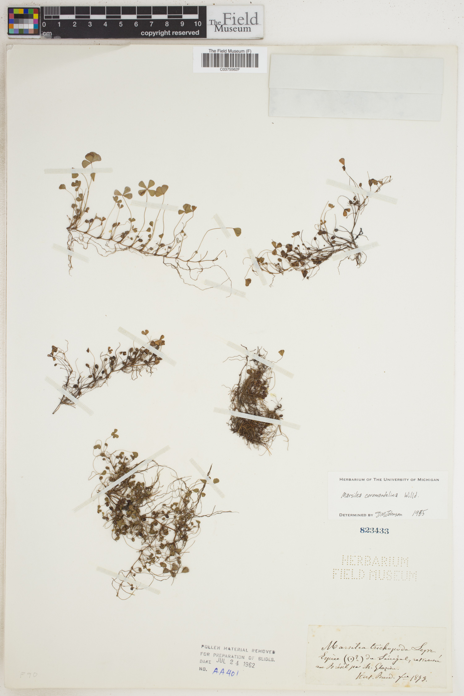 Marsilea coromandelina Willd.