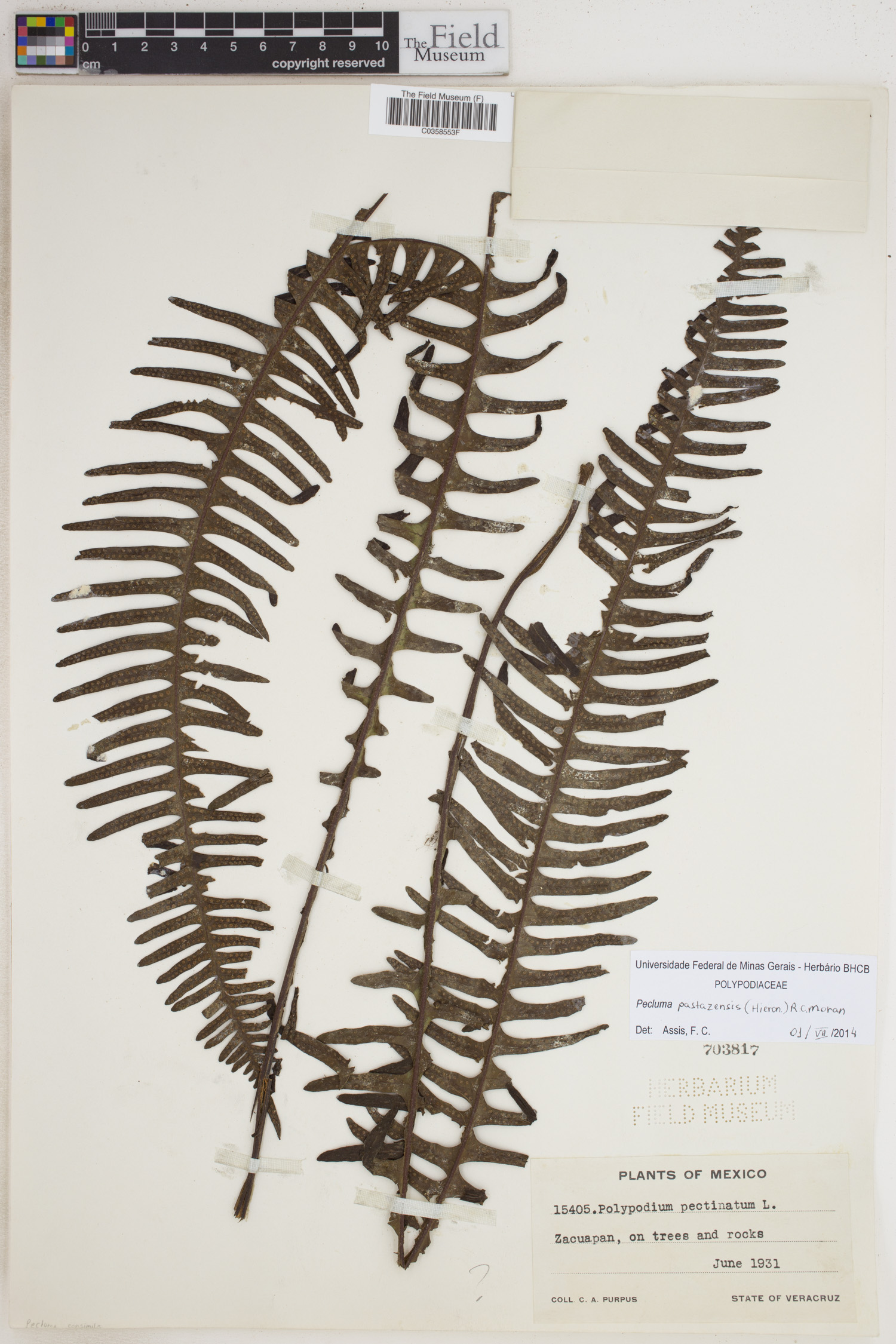Pecluma pastazensis (Hieron.) R.C.Moran