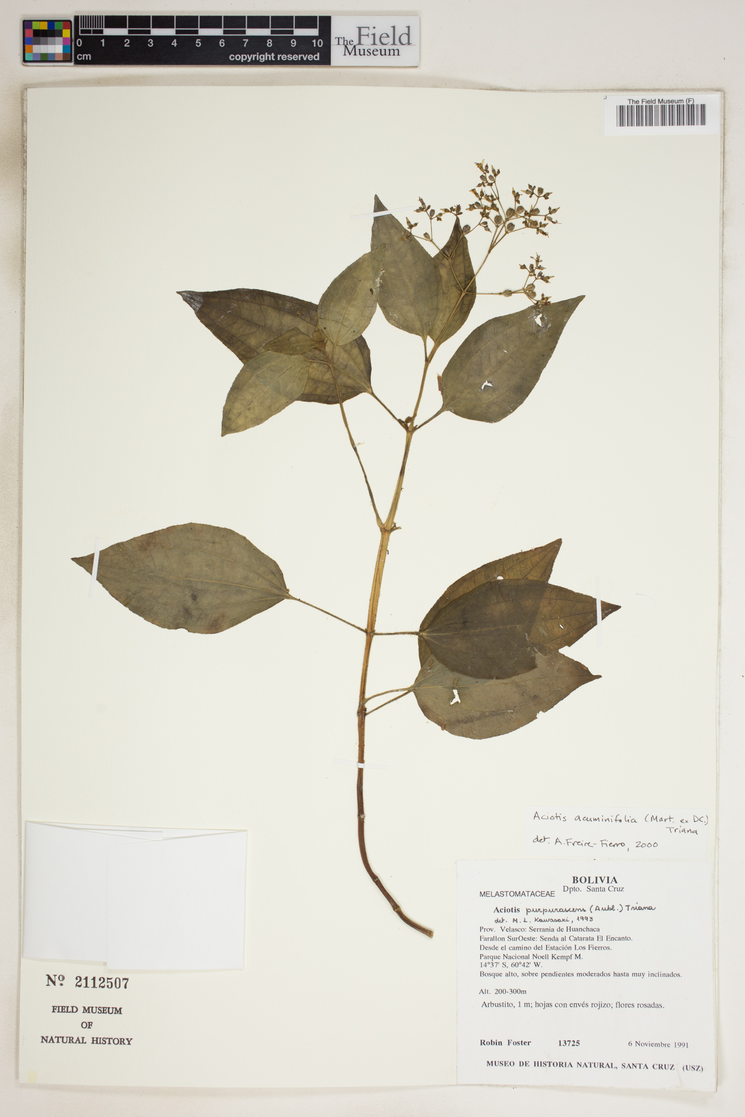 Aciotis acuminifolia (DC.) Triana