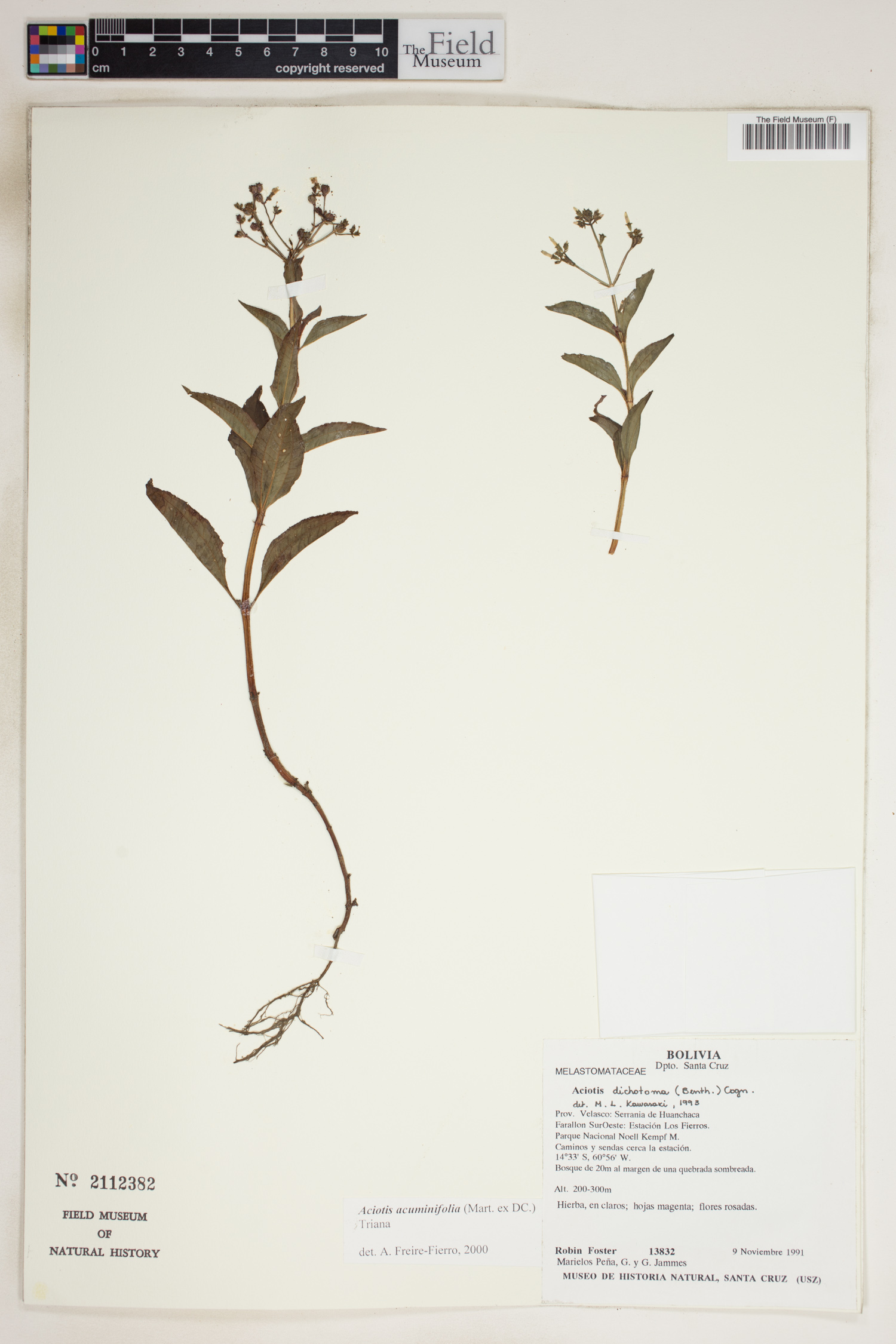 Aciotis acuminifolia (DC.) Triana