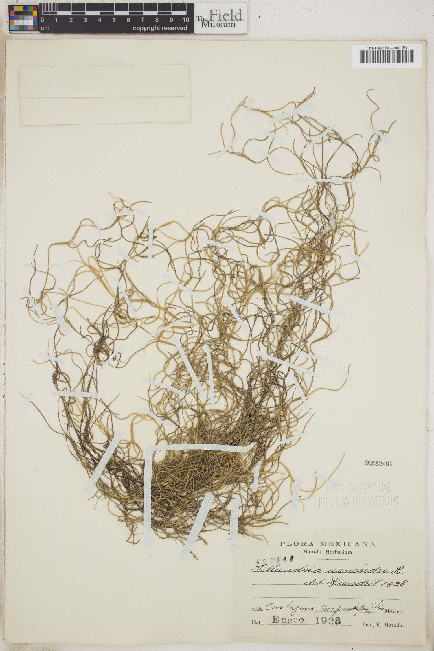 E. Matuda | Botanical Collections