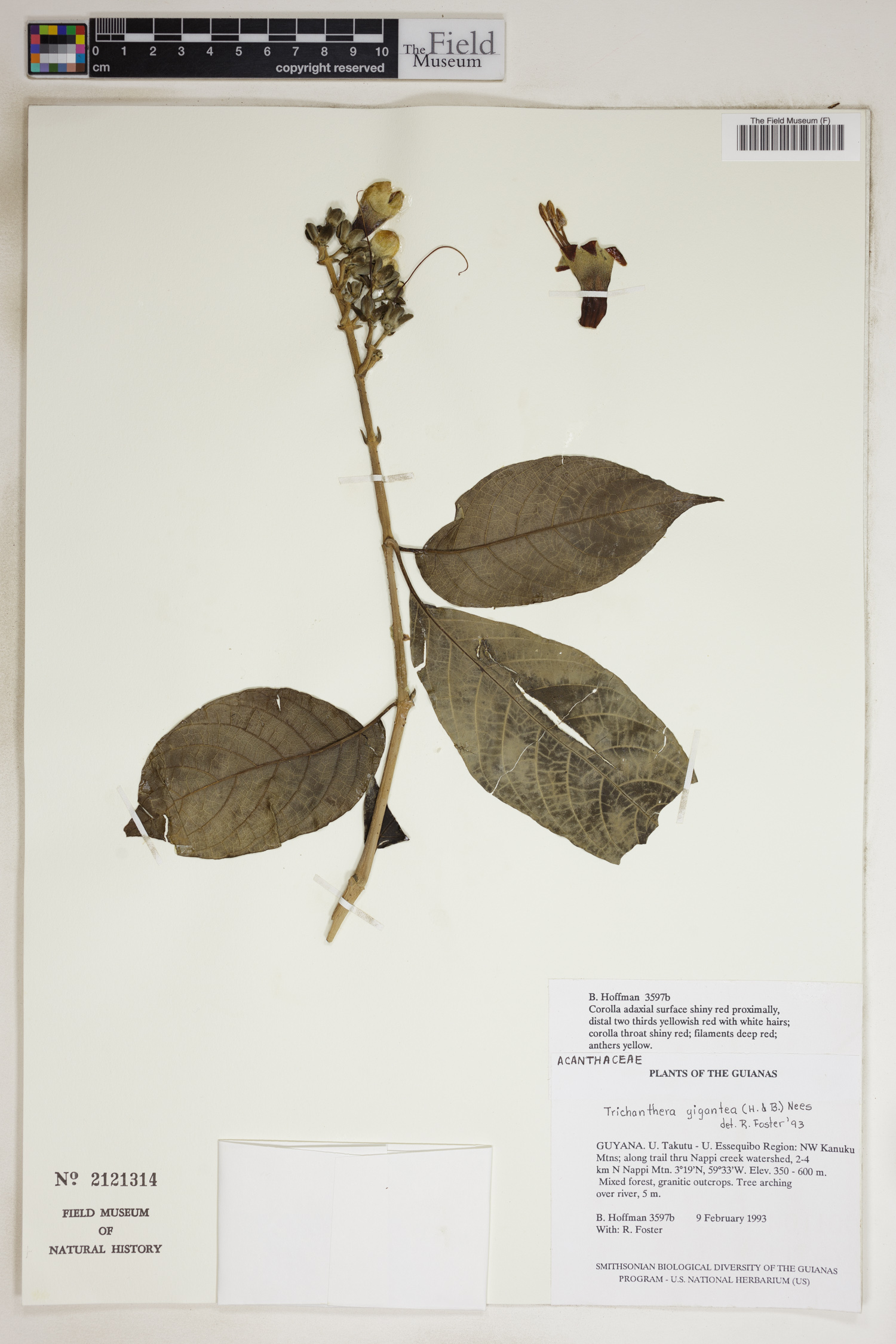 Trichanthera gigantea (Bonpl.) Nees
