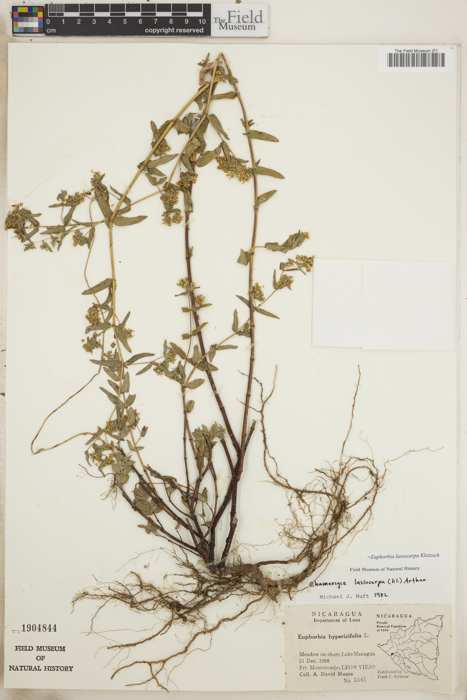 A. D. Moore | Botanical Collections
