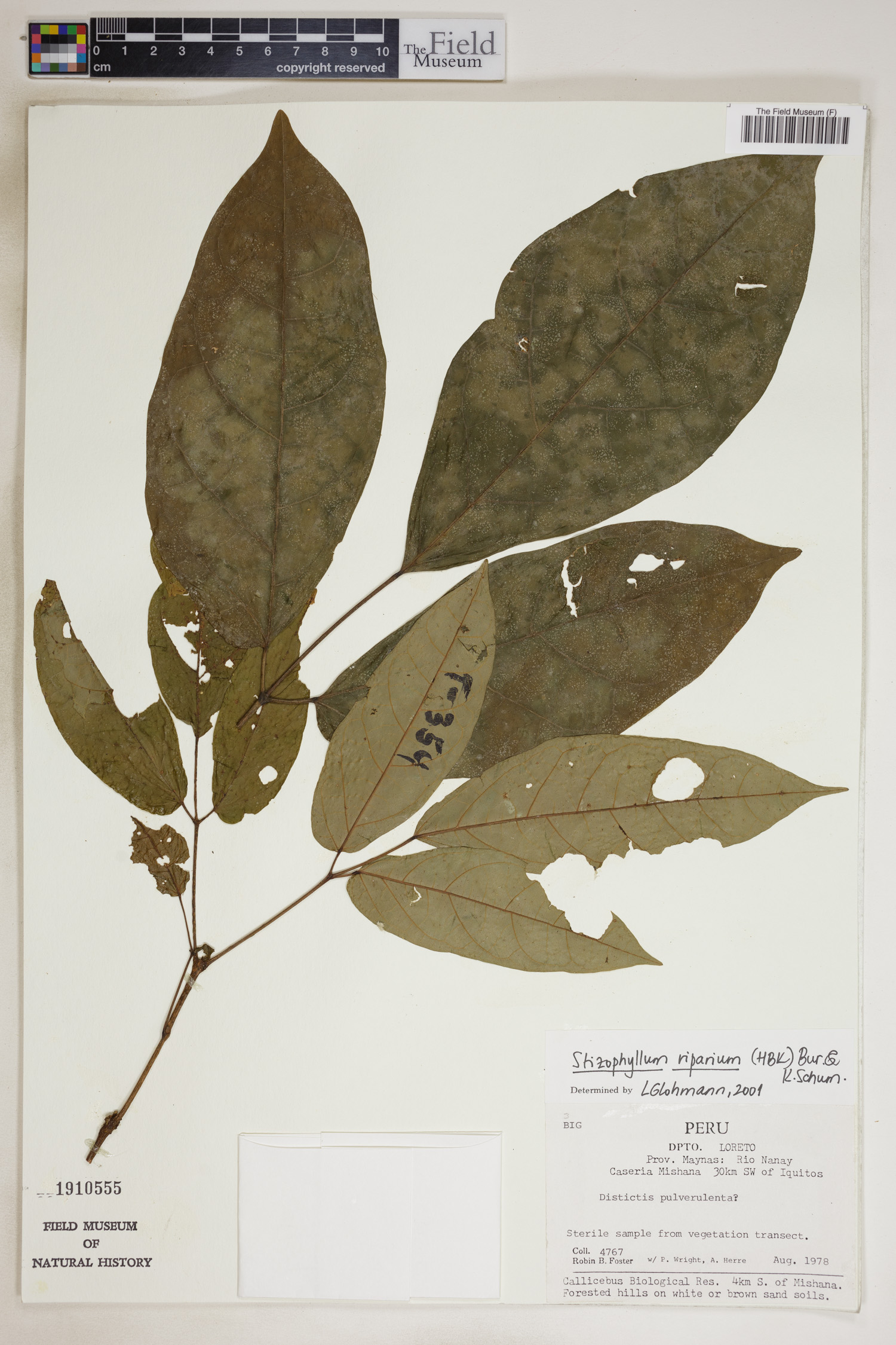 Stizophyllum riparium (Kunth) Sandwith