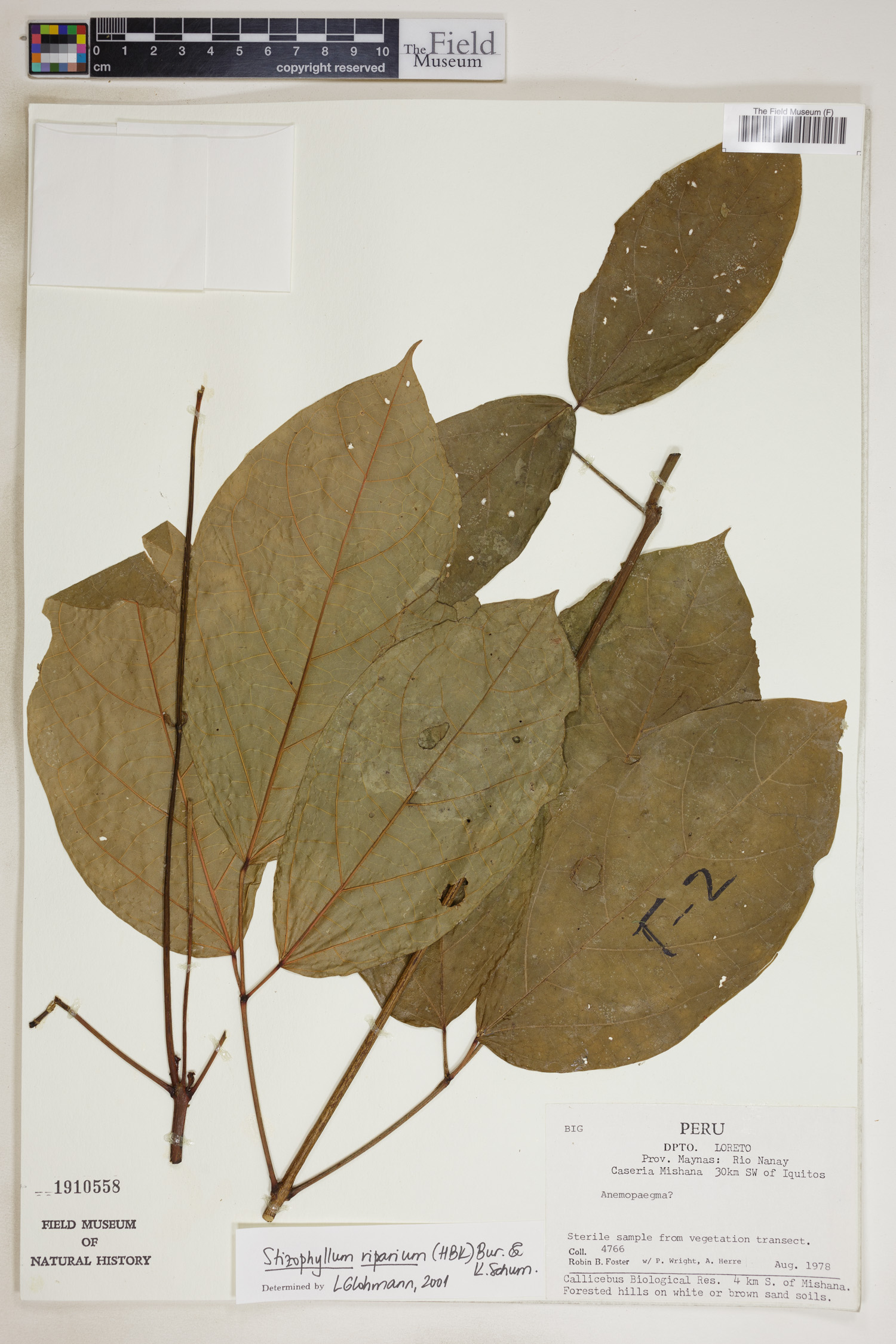 Stizophyllum riparium (Kunth) Sandwith